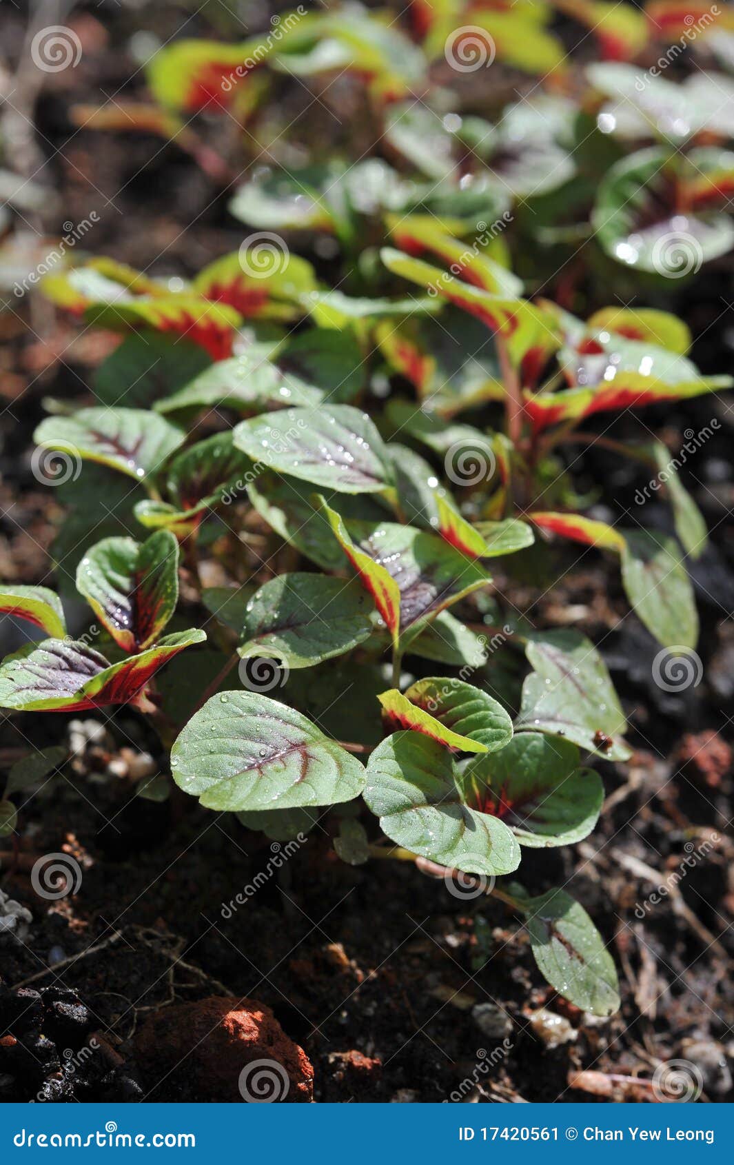 Yan vegetable seedling stock image. Image of green, organic - 17420561