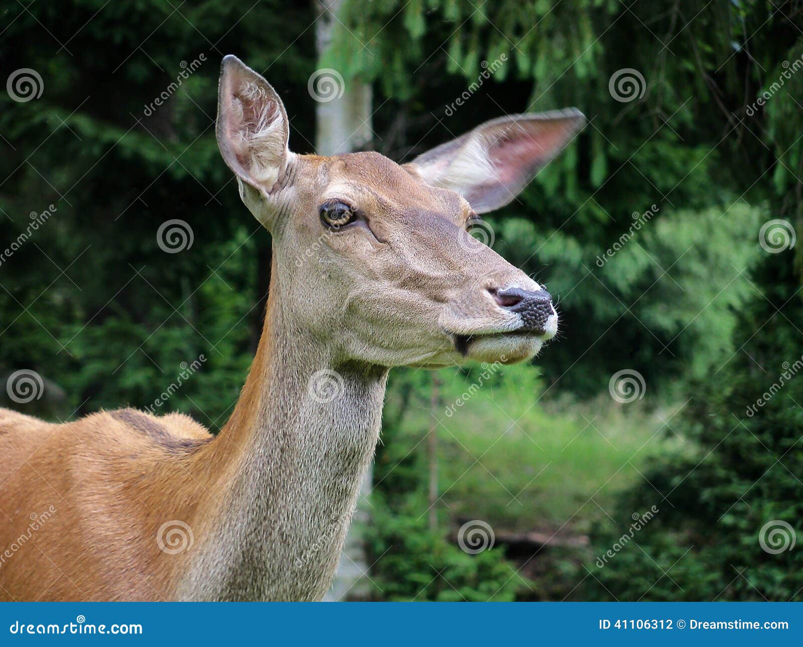 Yang Deer stock photo. Image of green, aviary, horns - 41106312