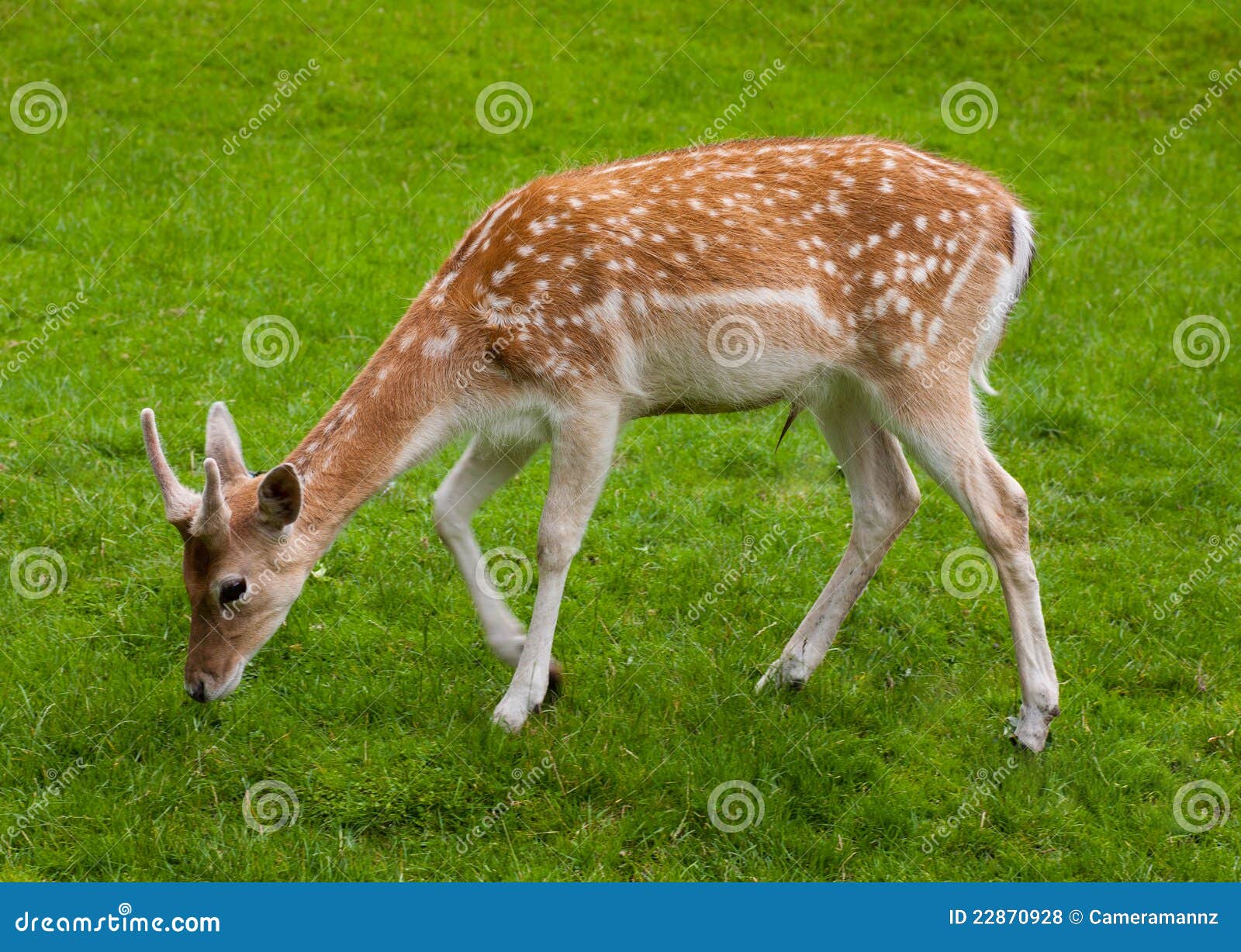Yang Male Deer and Green Grass Stock Photo - Image of meadow, nature ...