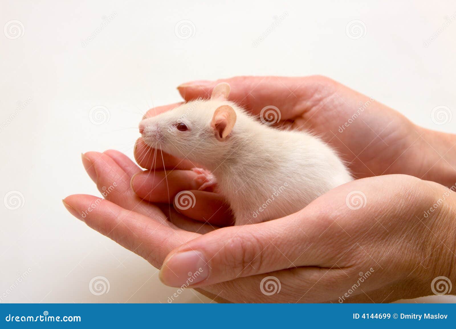 Yang rat in hands stock image. Image of hairy, close, rodents - 4144699
