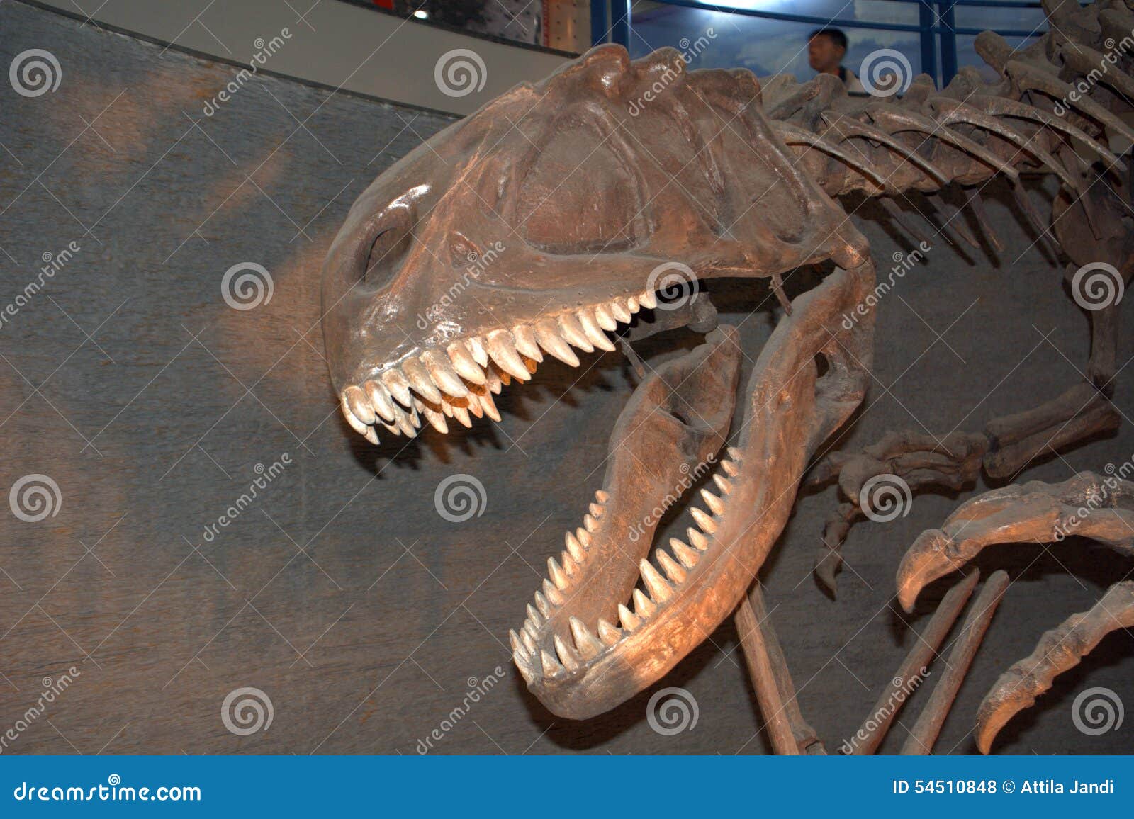 Yangchuanosaurus Shangyuensis, Beijing, China Editorial Stock Photo ...