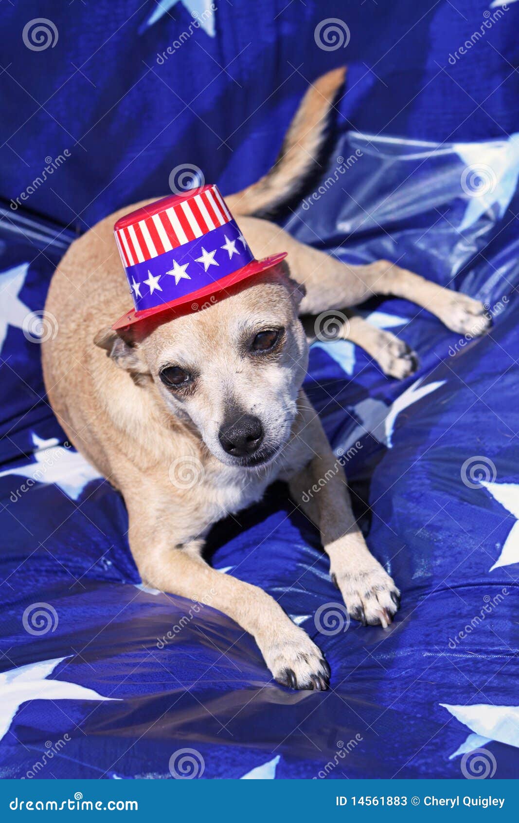 Yankee Doodle Doggie stock image. Image of funny, companion - 14561883