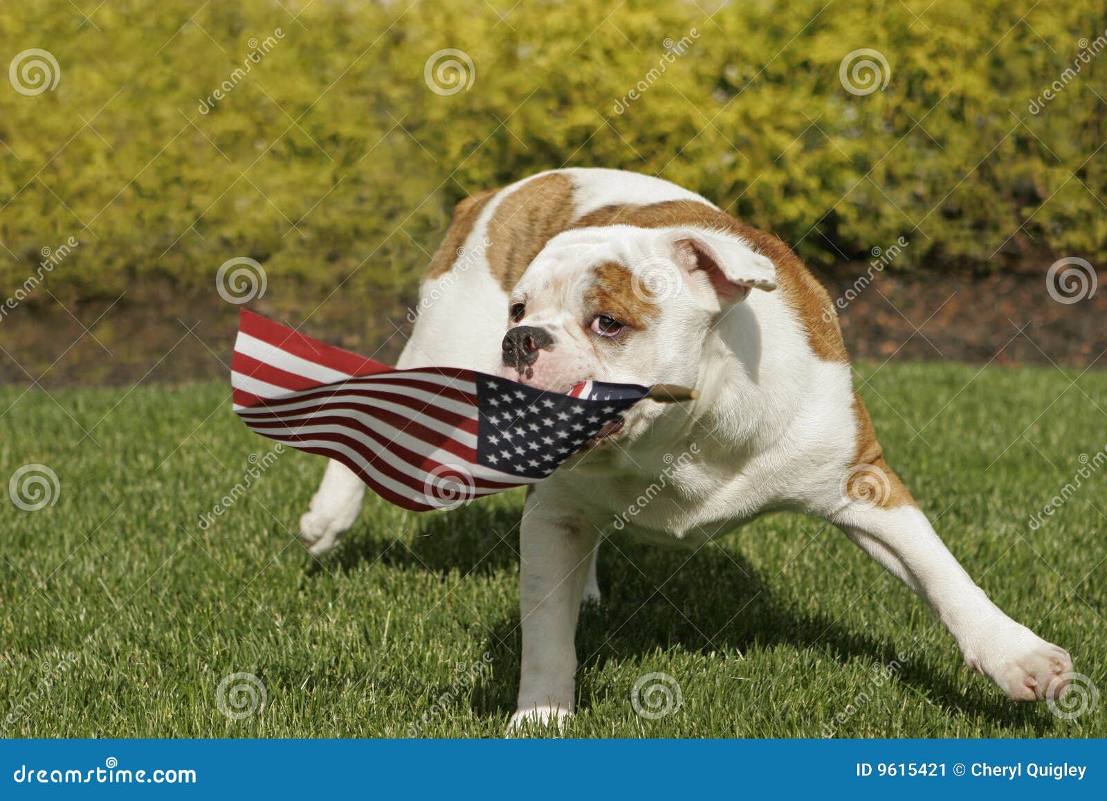 Yankee Doodle Doggie stock image. Image of canine, purebred - 9615421