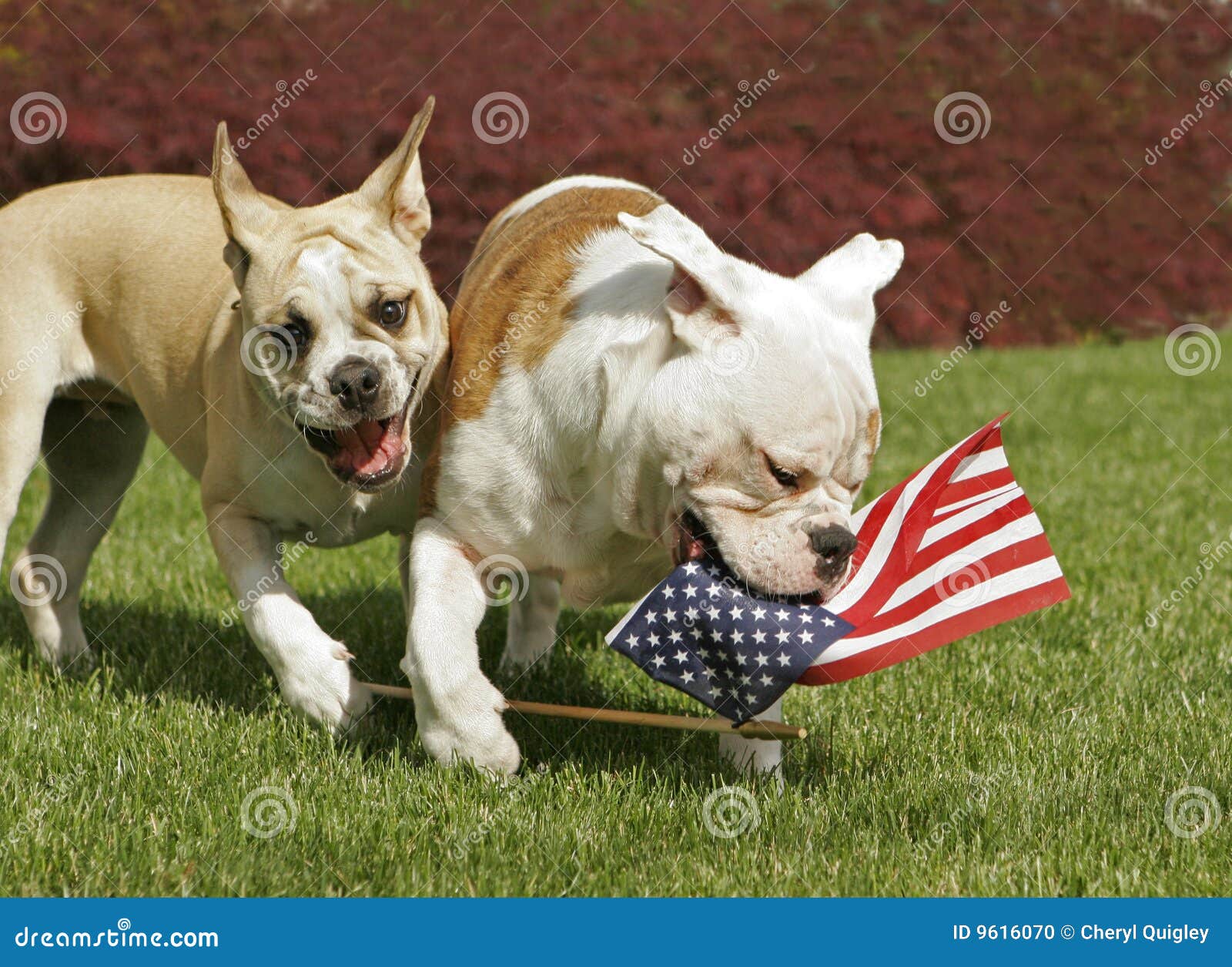Yankee Doodle Doggies stock photo. Image of horizontal - 9616070