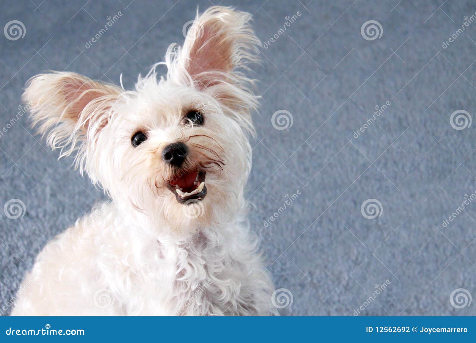 Yapper foto de archivo. Imagen de animal, dientes, adorable - 12562692