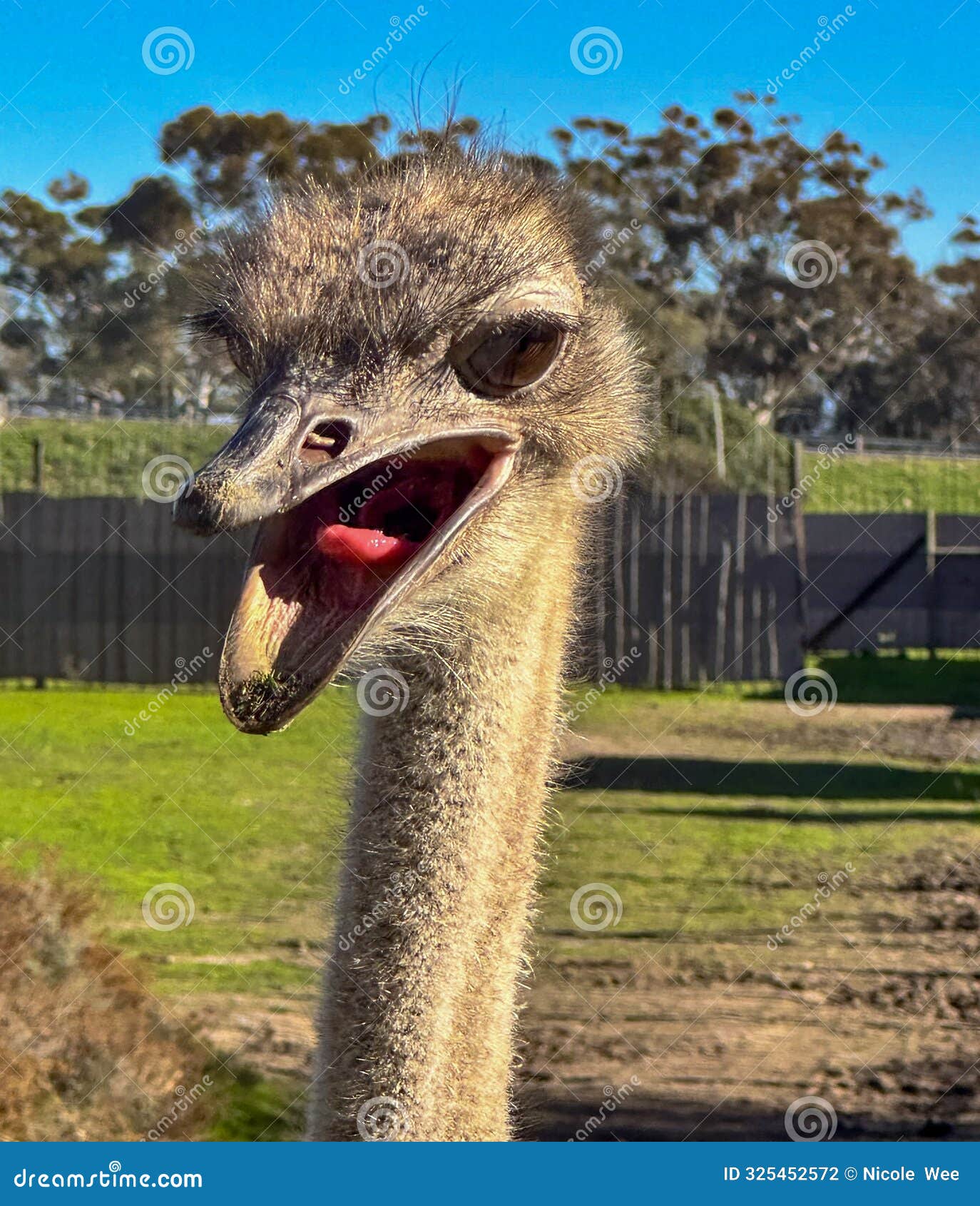 Yapping Ostrich stock photo. Image of ostrich, africa - 325452572