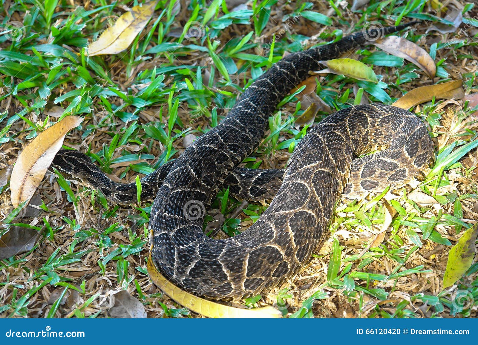 Yarara Crucera arkivfoto. Bild av oförskämd, bifokal - 66120420