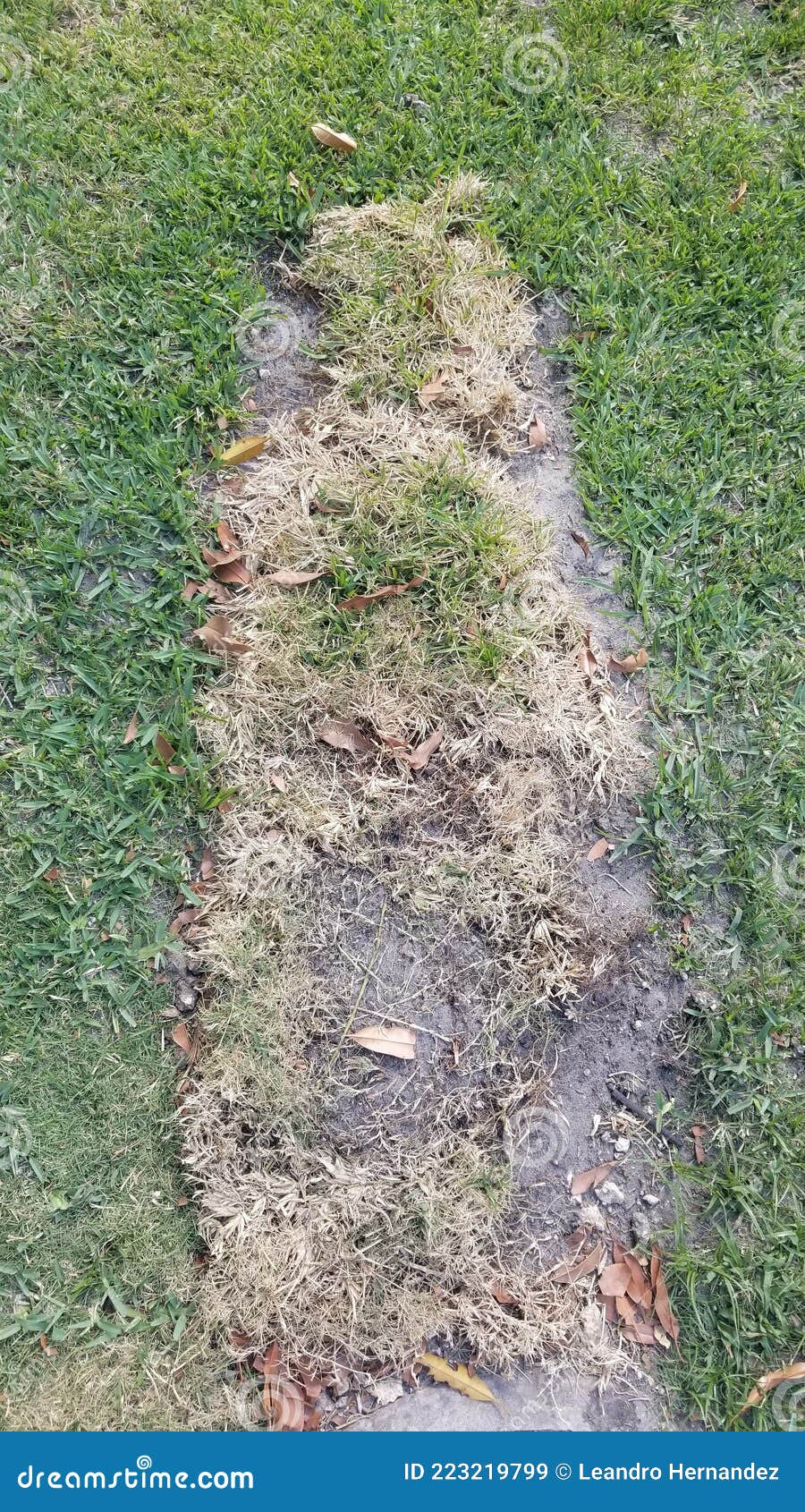 A yard with bad grass stock image. Image of rock, flooring - 223219799