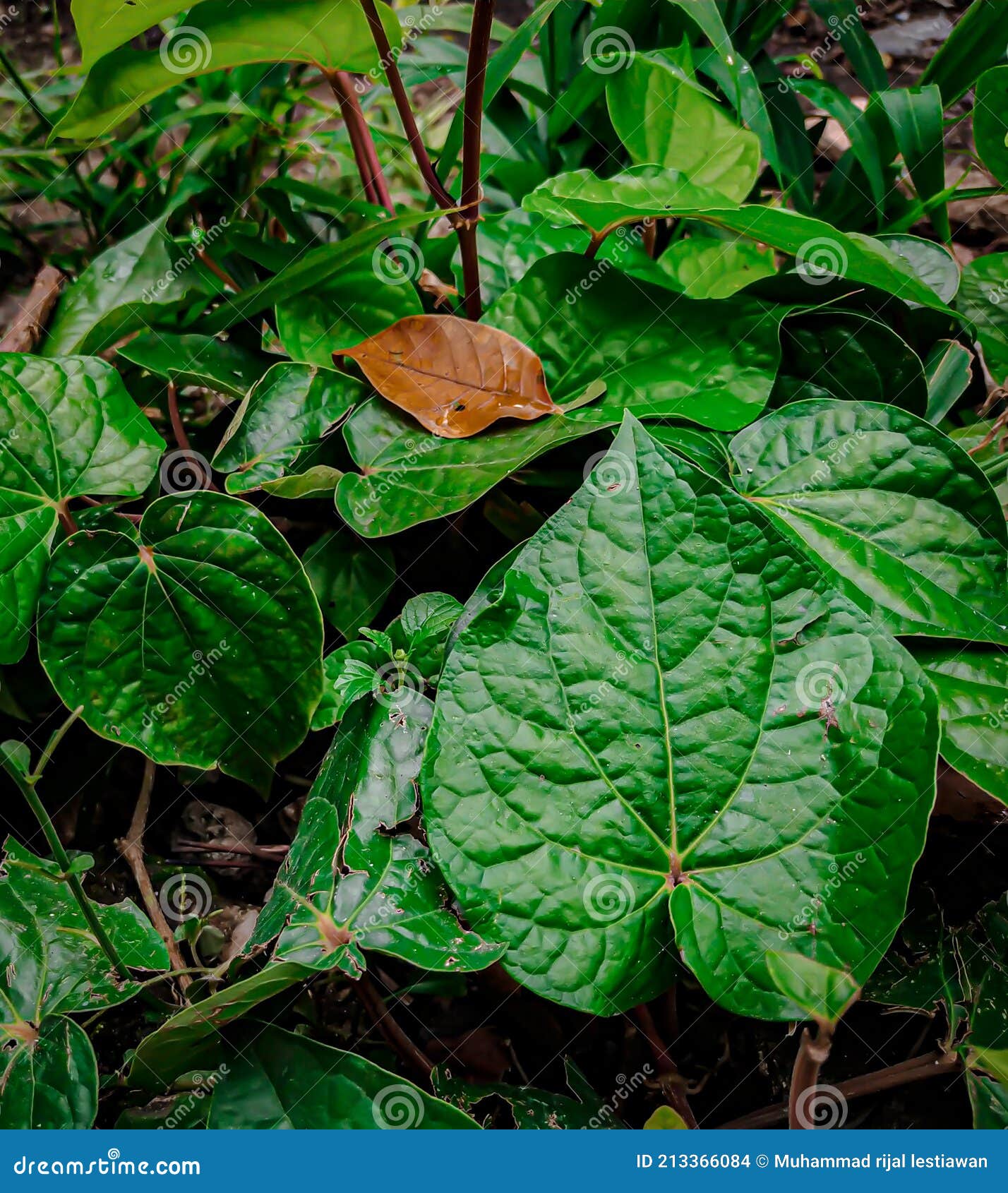Yard Betel Leaf with Vine Roots. Stock Photo - Image of tree, green ...