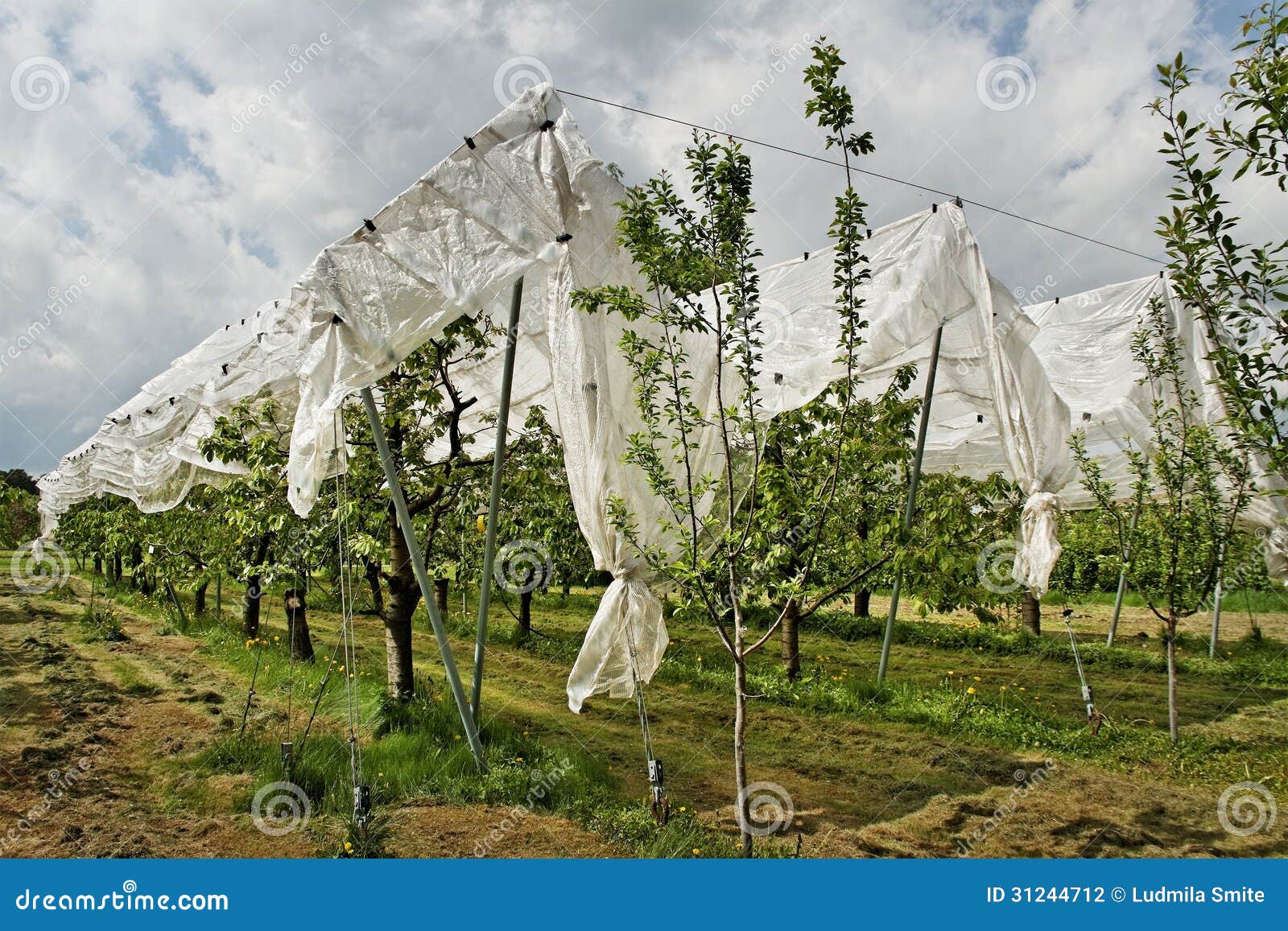 Yard of cherry- trees. stock photo. Image of countryside - 31244712