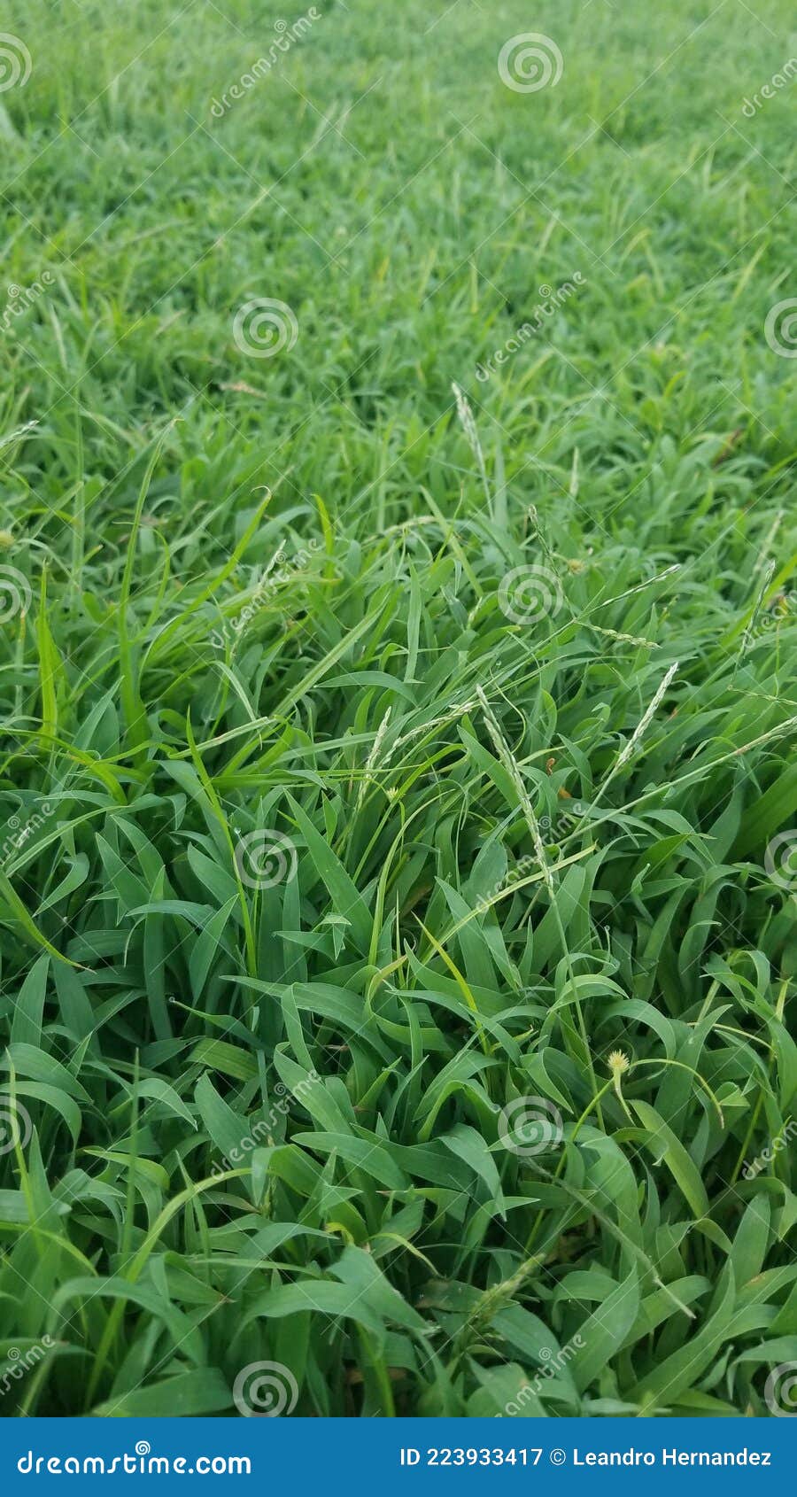 A Yard with Dark Green Grass. Stock Image - Image of outdoor, yard ...