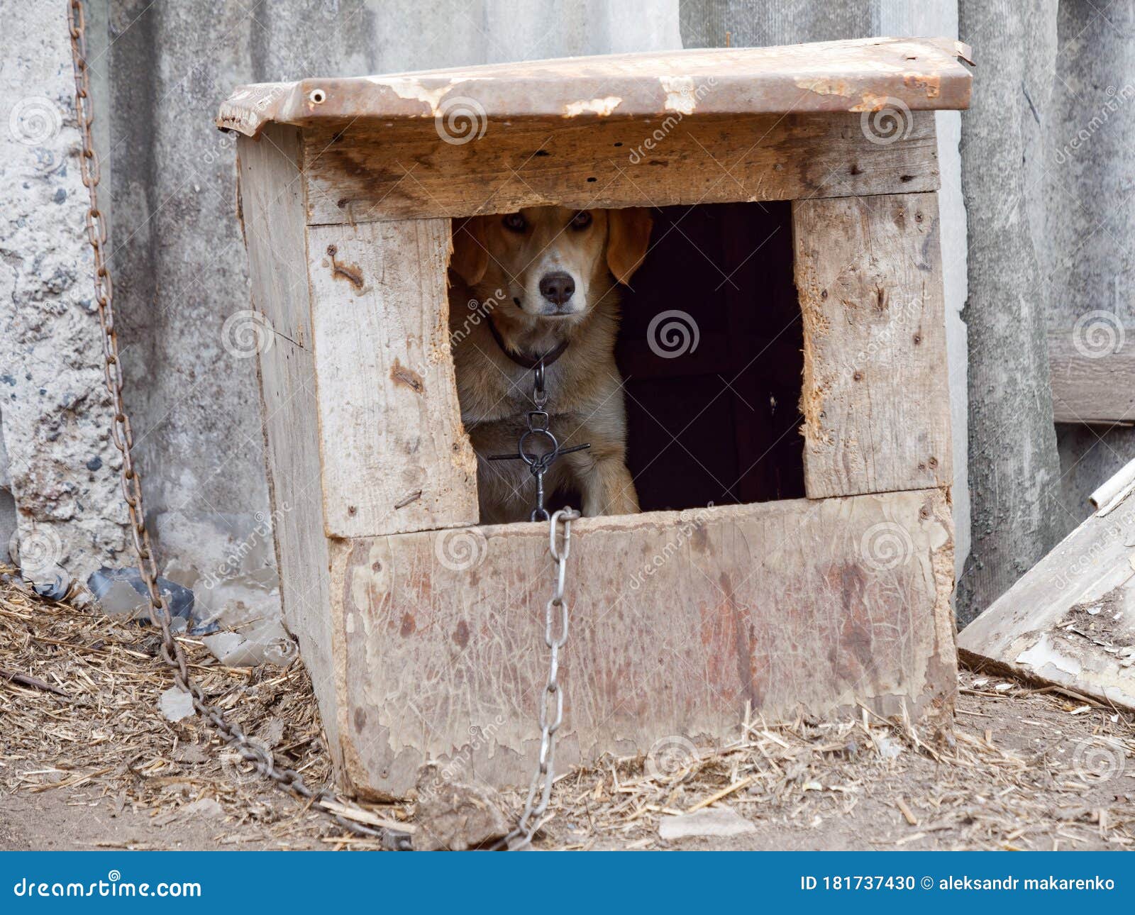 Yard Dog Watchman in the Yard Booth Stock Photo - Image of construction ...