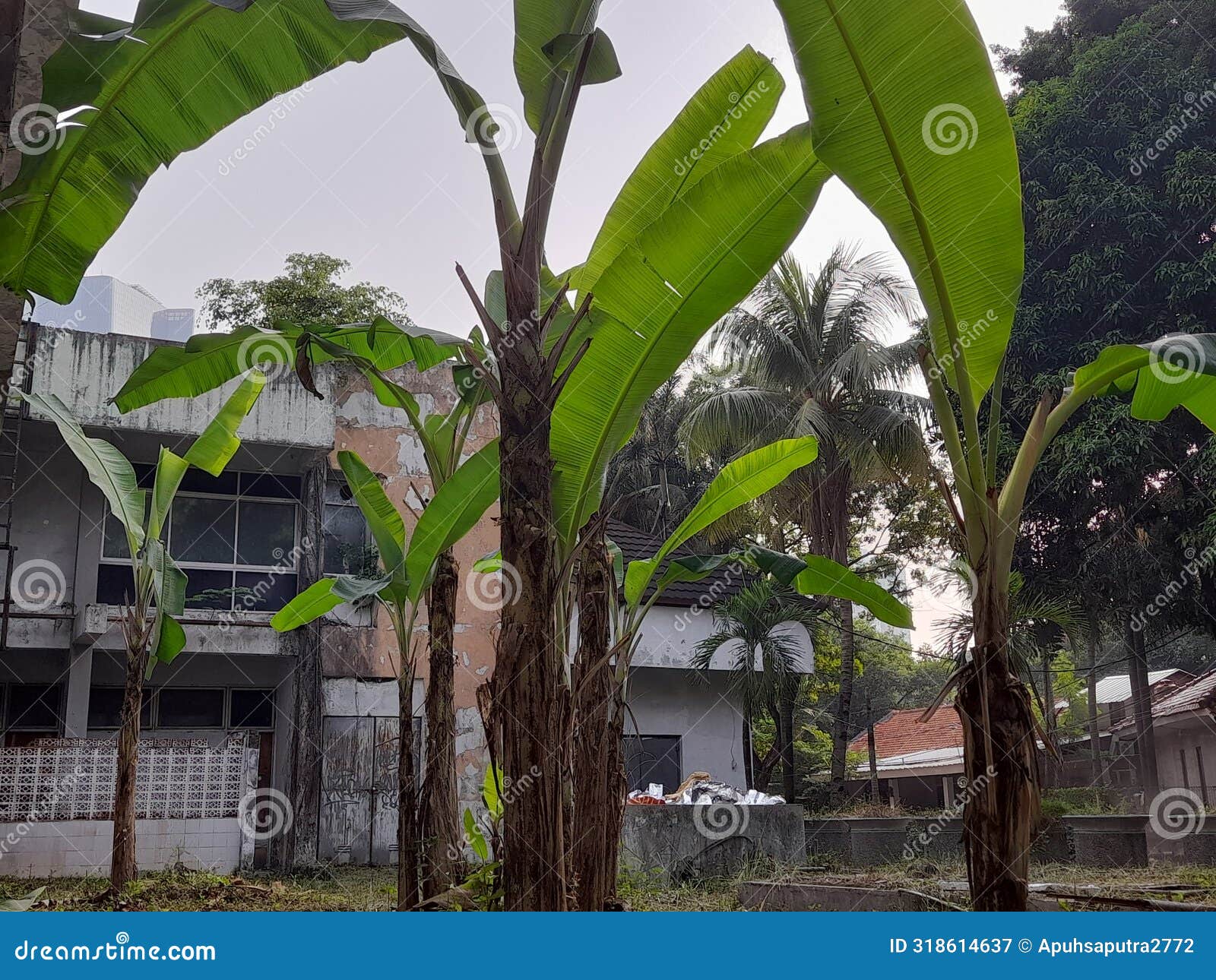 The Yard in Front of the House Contains Banana Trees Stock Image ...