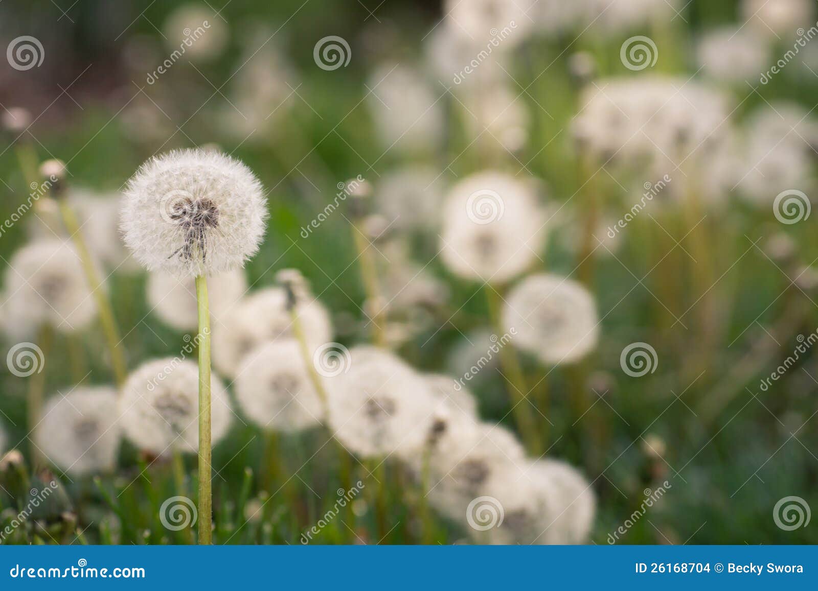Yard Full of Dandelions stock photo. Image of closeup - 26168704