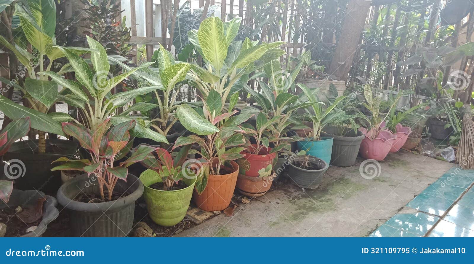 Yard Full of Plants Aglonema Siam Aurora Stock Image - Image of full ...