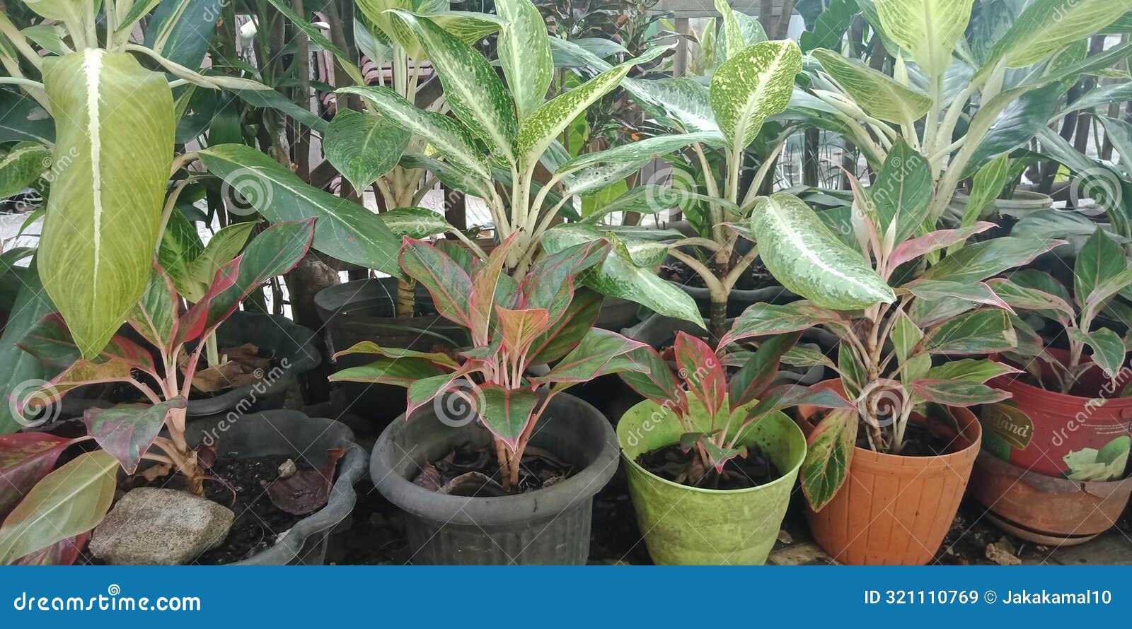 A Yard Full of Plants Aglonema Siam Aurora Stock Image - Image of auro ...