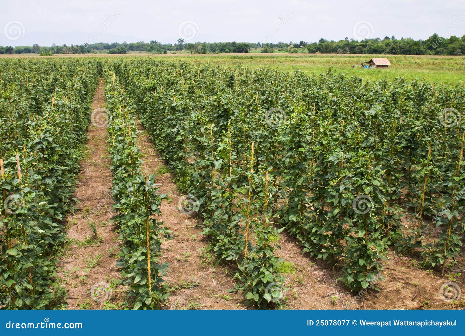 Yard long bean farm stock image. Image of green, crop - 25078077
