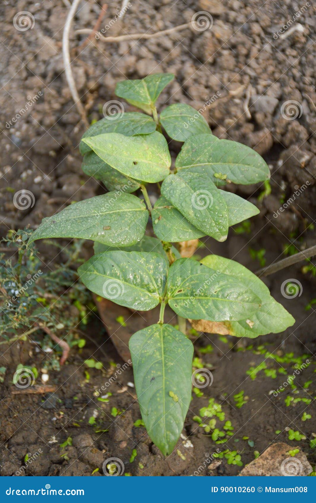 Yard Long Bean Plant in Nature Garden Stock Photo - Image of nature ...