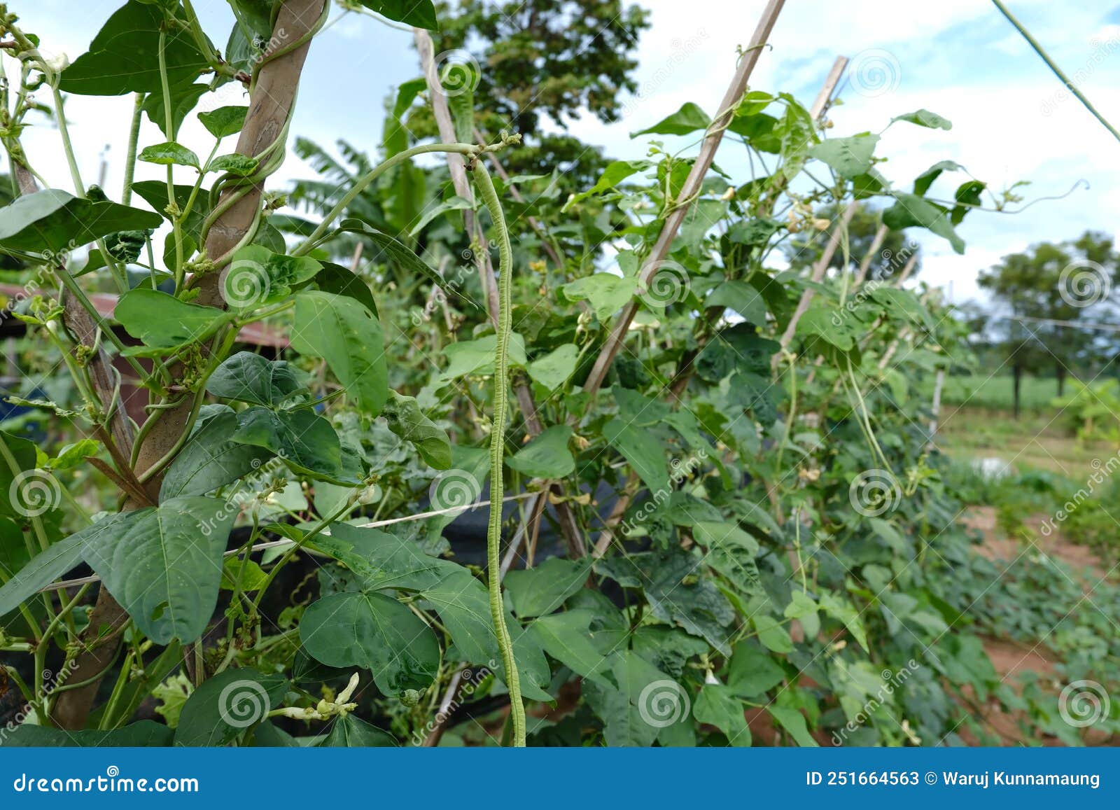 Yard Long Bean Plot on the Beam. Stock Image - Image of plantation ...