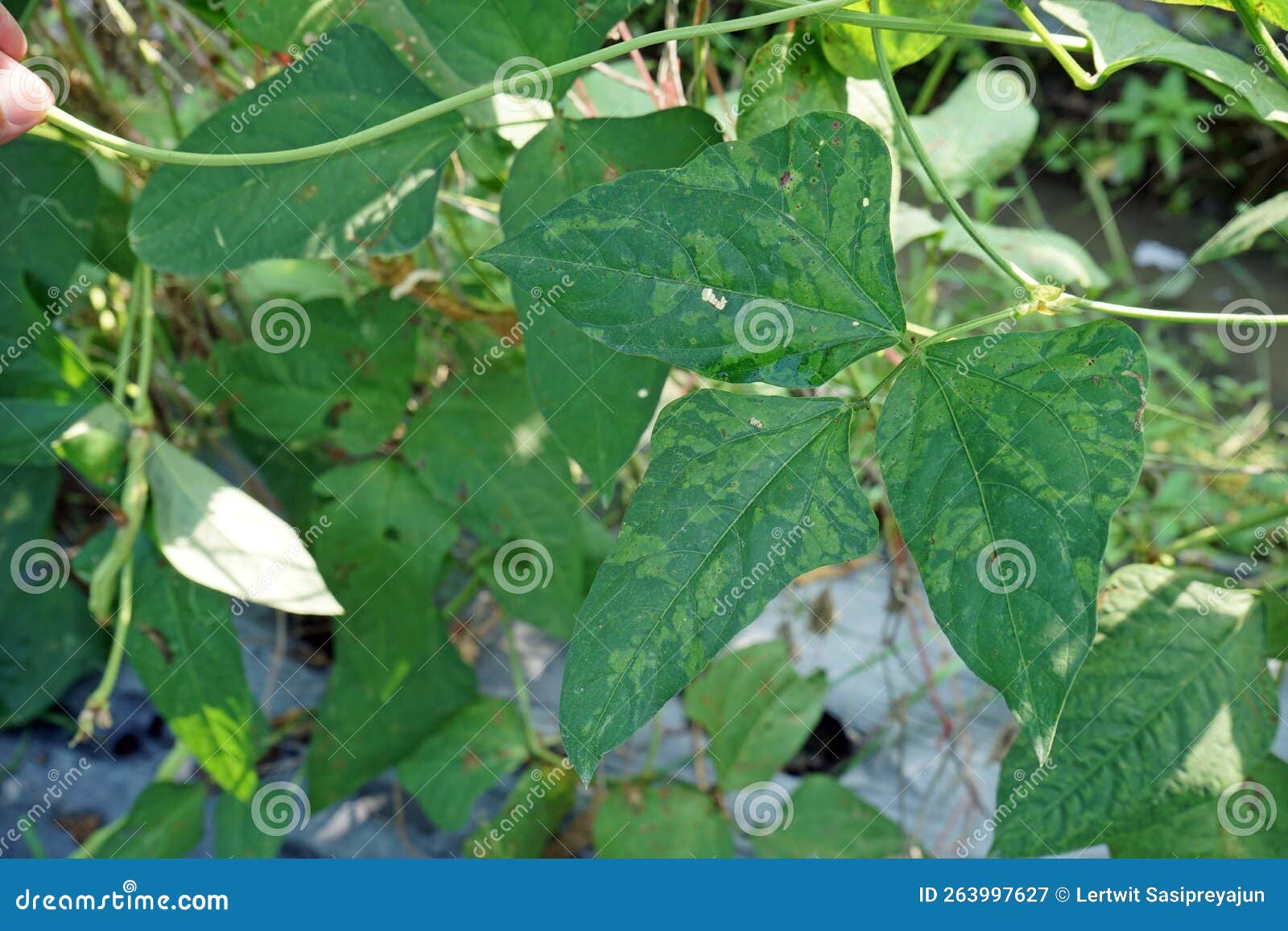Yard Long Bean Virus Disease, Leaf Mosaic Stock Image - Image of garden ...