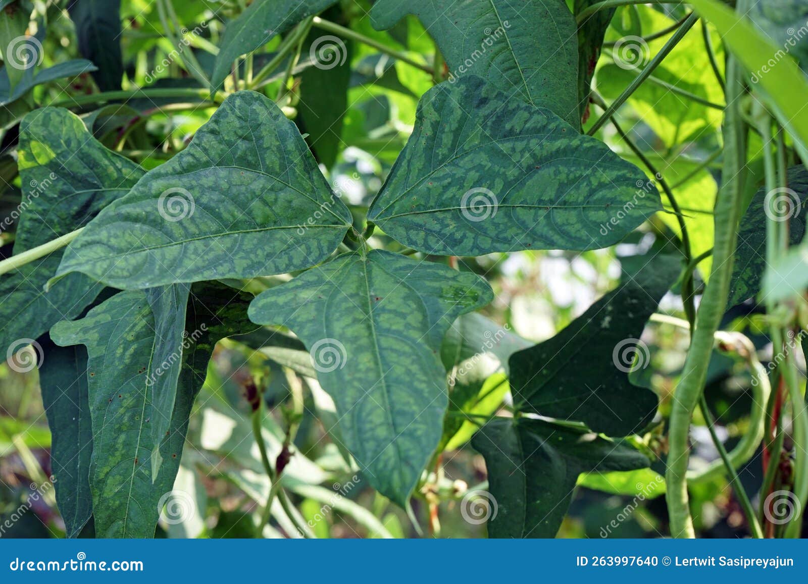 Yard Long Bean Virus Disease, Leaf Mosaic Stock Photo - Image of ...