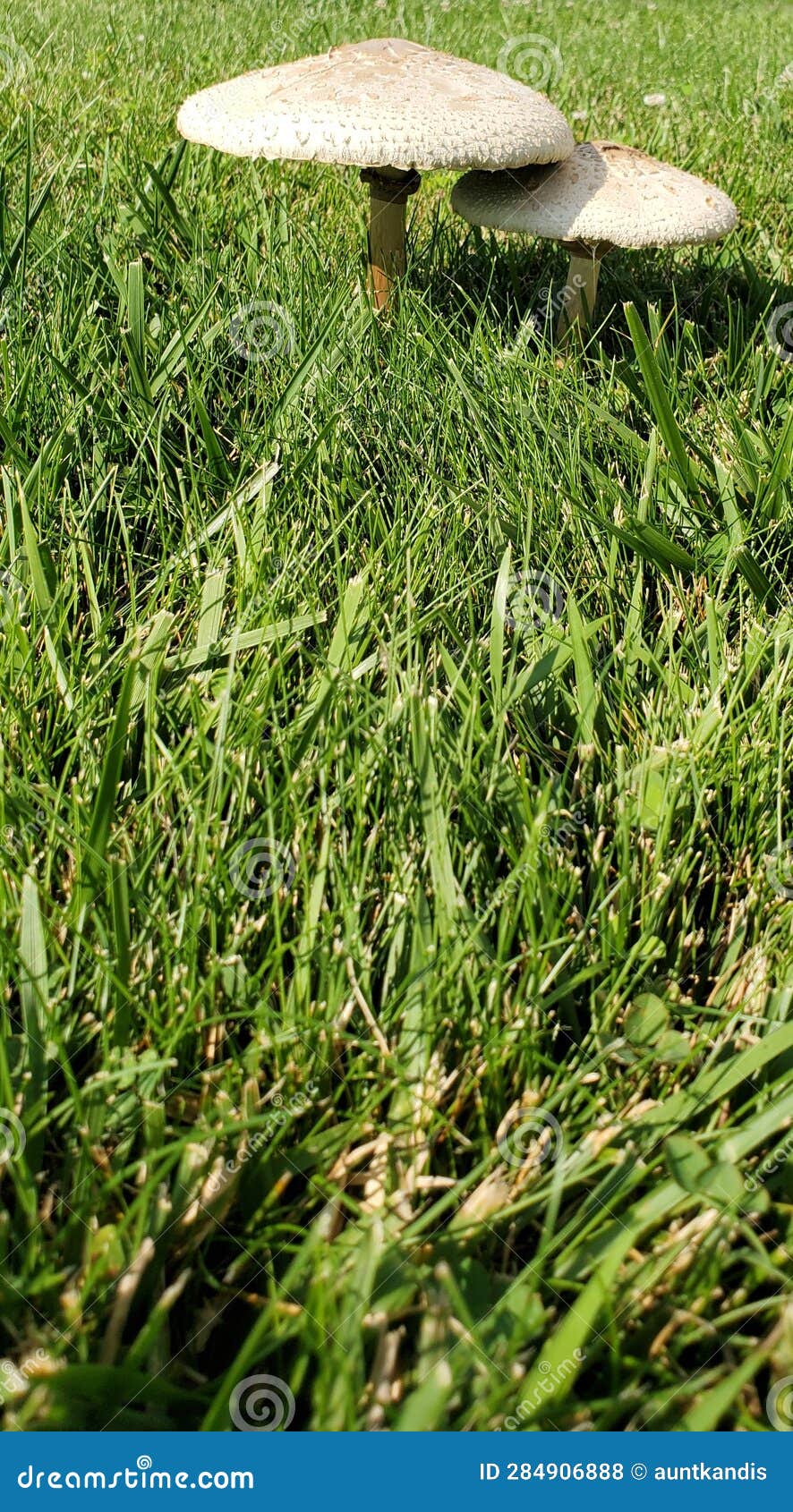 Yard Mushroom Caps stock photo. Image of caps, green - 284906888