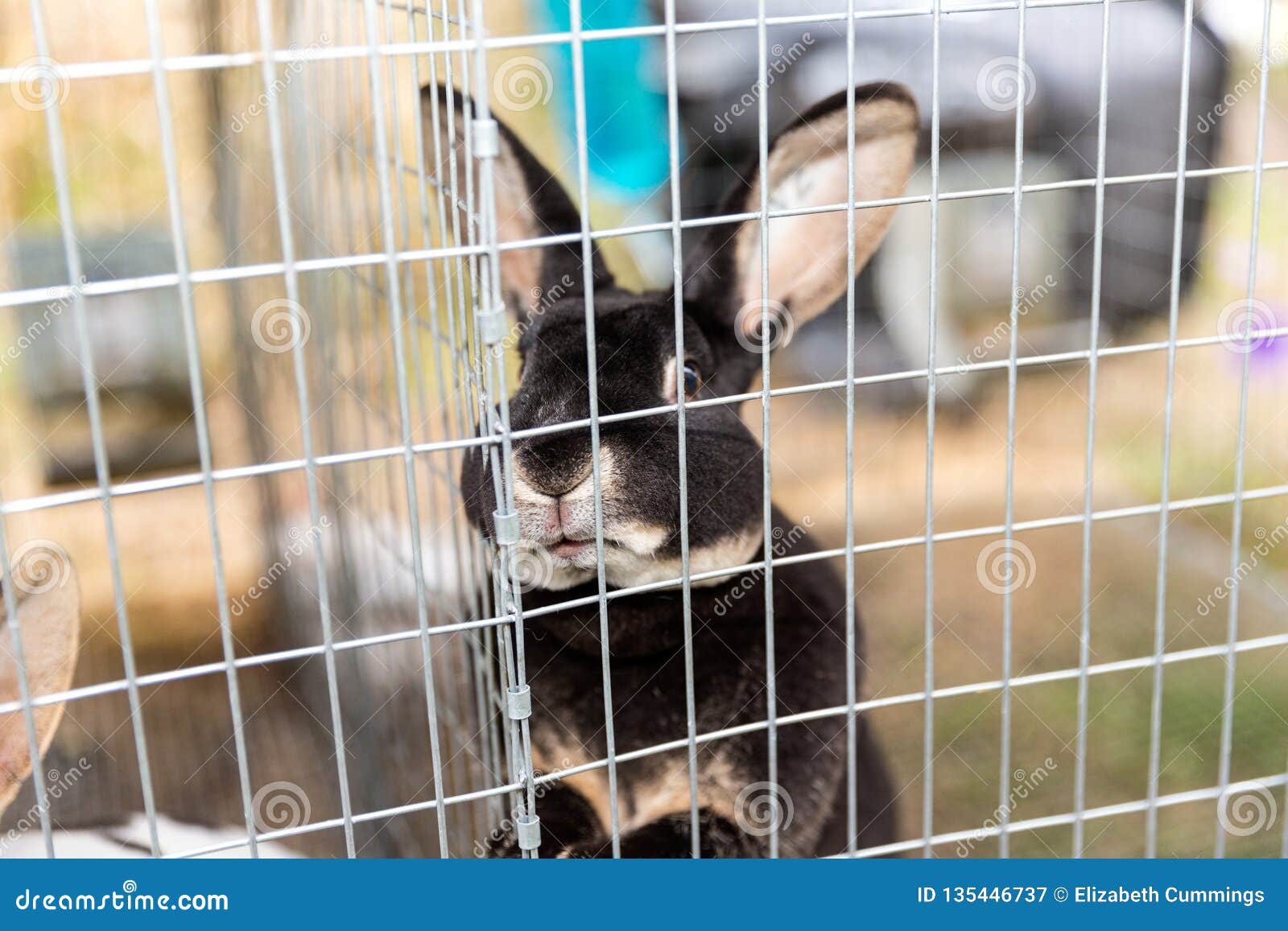 Yard Raised Rabbits in a Cage Outside Stock Image - Image of rabbit ...