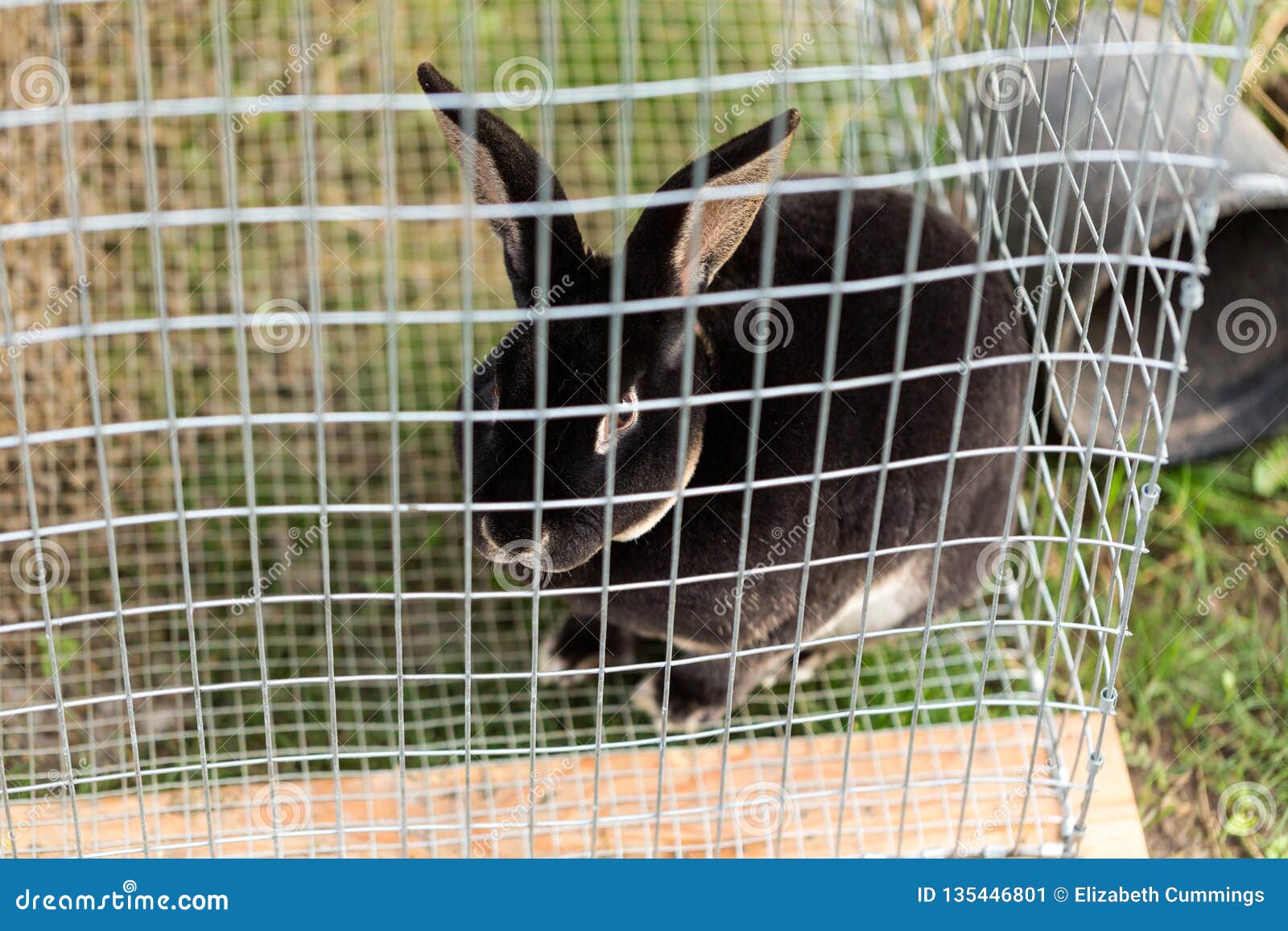 Yard Raised Rabbits in a Cage Outside Stock Image - Image of raised ...