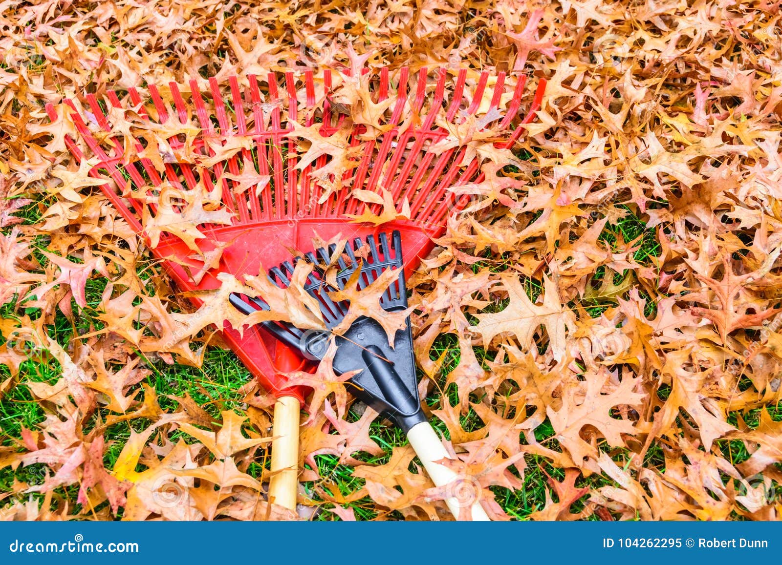 Yard Work, Fall Leaves in Kentucky with Rakes. Stock Image - Image of ...