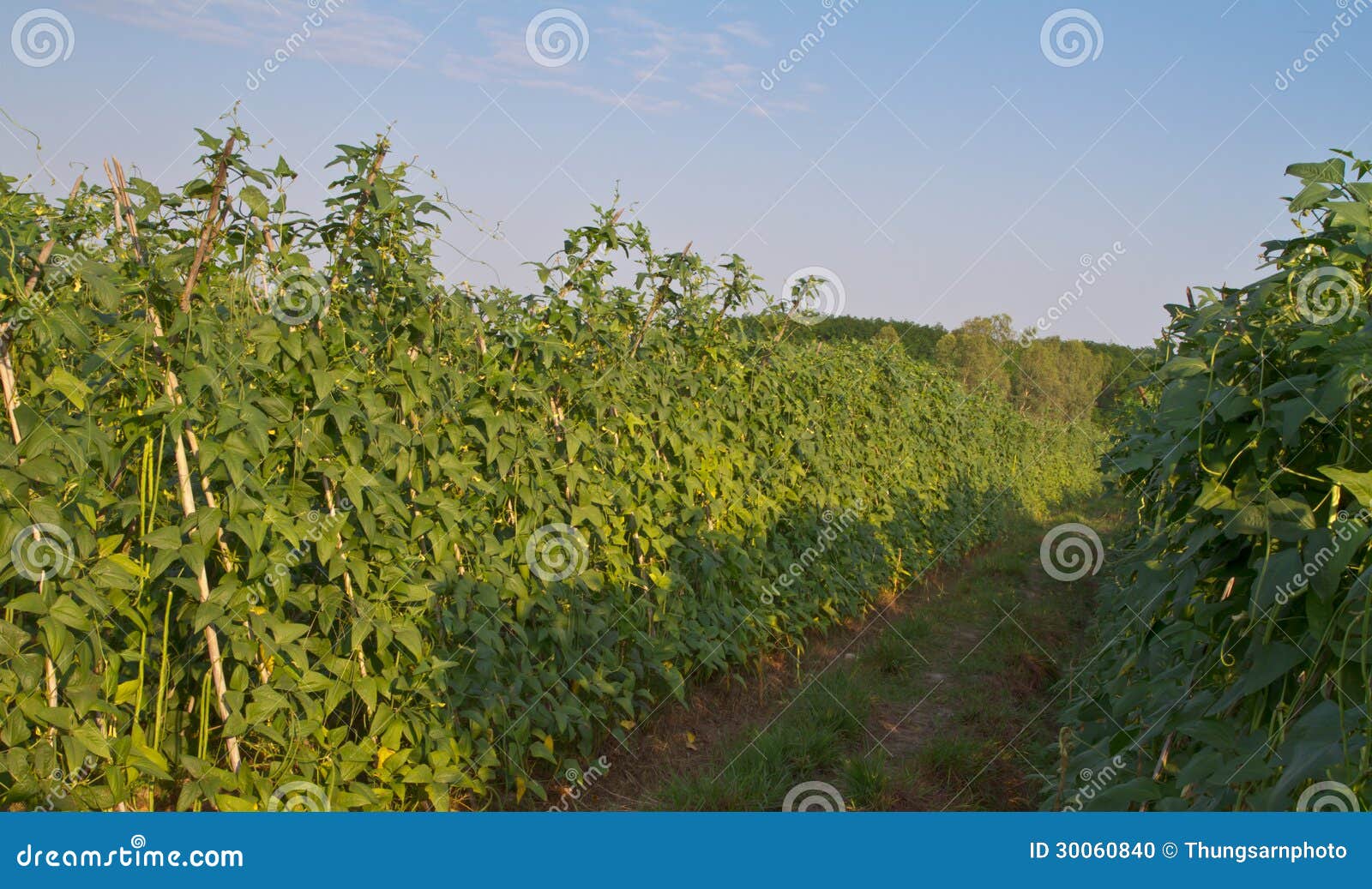 Yardlong Bean Farm and Blue Sky Stock Photo - Image of market ...