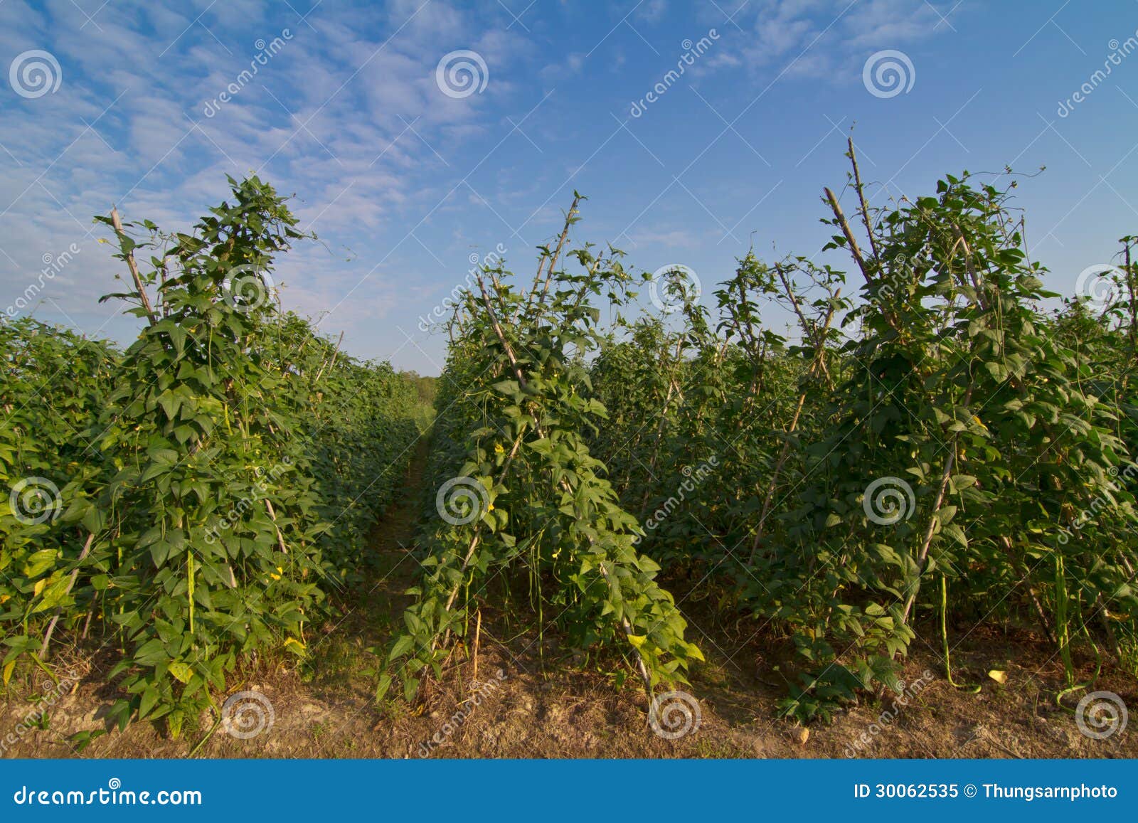 Yardlong Bean Farm and Blue Sky Stock Image - Image of health, harvest ...