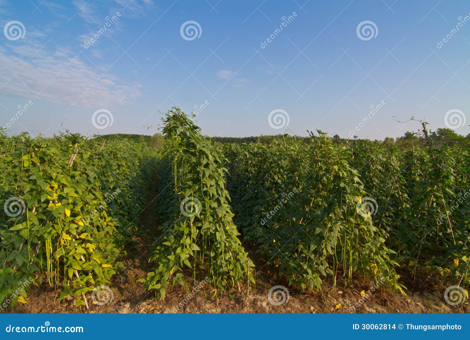Yardlong Bean Farm and Blue Sky Stock Photo - Image of nutrition ...