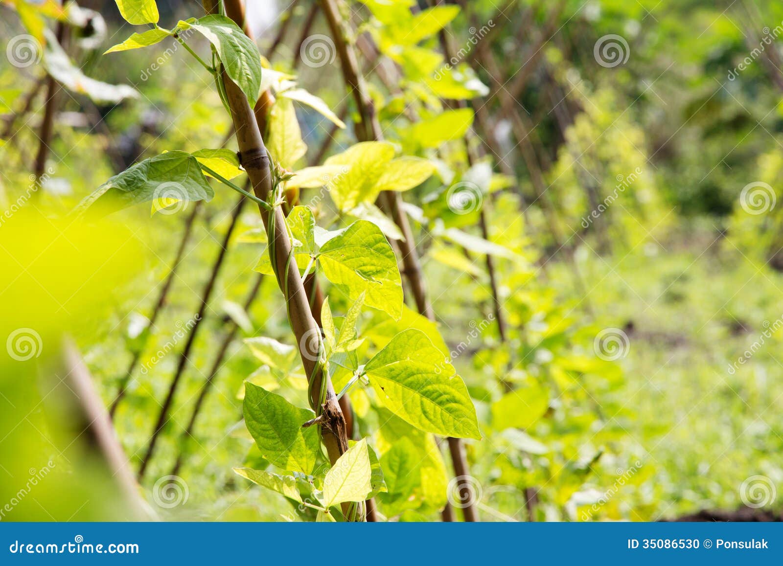 Yardlong bean farm stock photo. Image of moisture, growing - 35086530