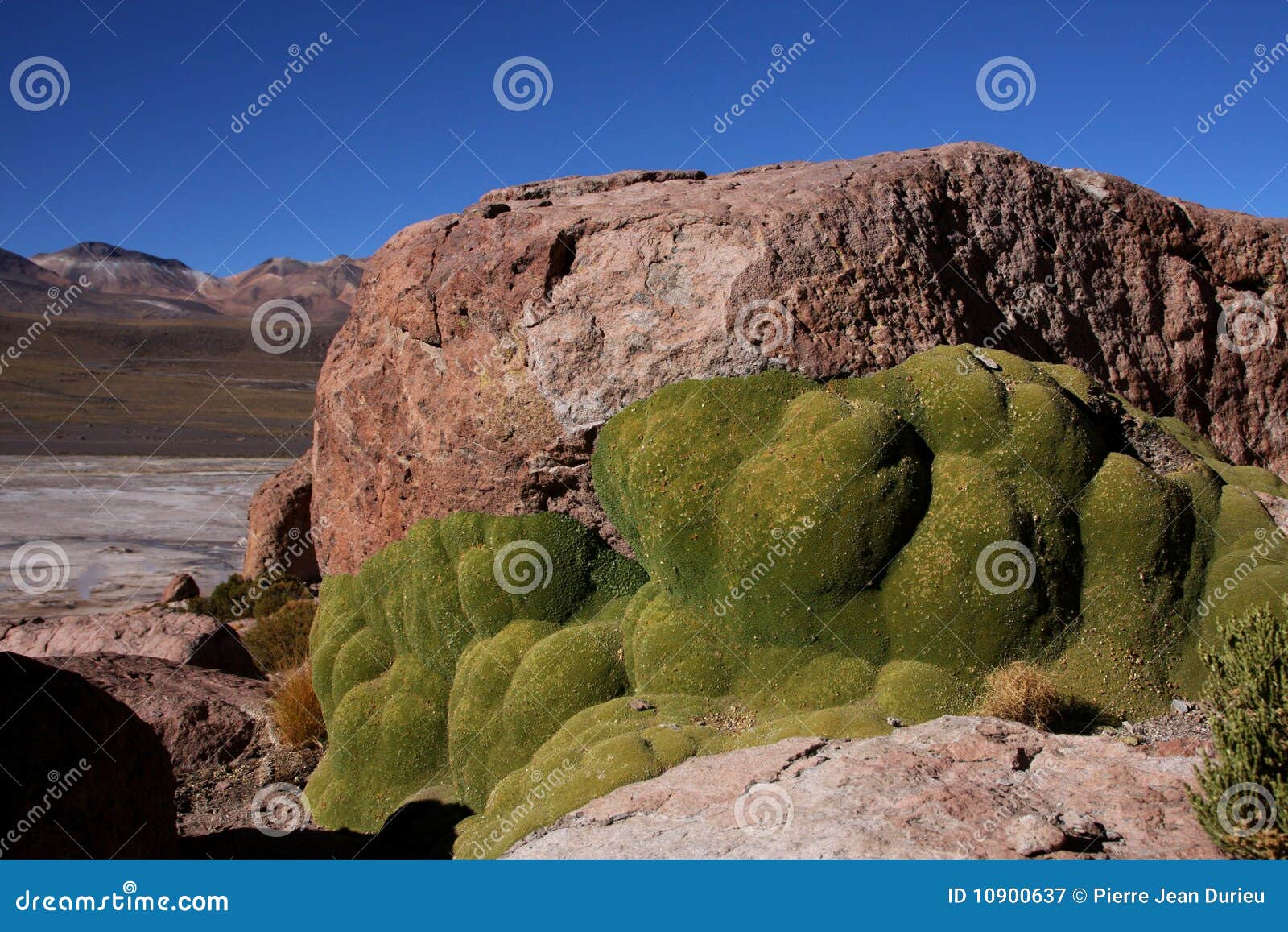 Llareta Plant (Azorella Compacta) - Some Are Are 3000 Years Old Royalty ...