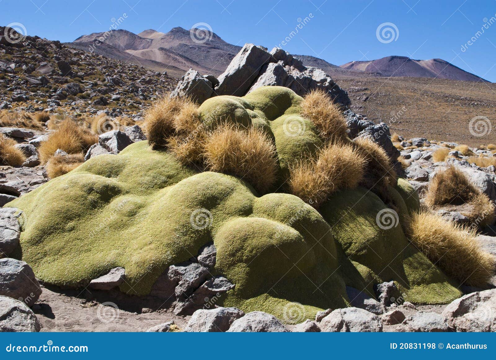 Yareta stock photo. Image of yareta, south, grass, landscape - 20831198