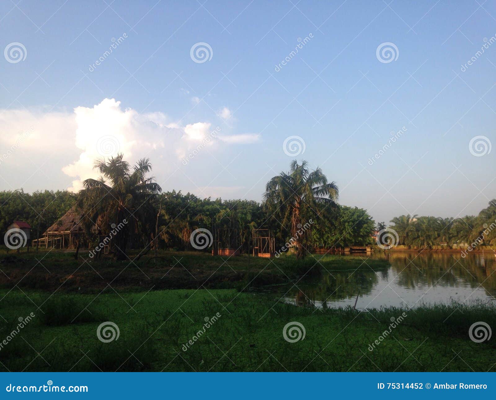 Yarina Cocha stock photo. Image of cocha, pucallpa, yarina - 75314452
