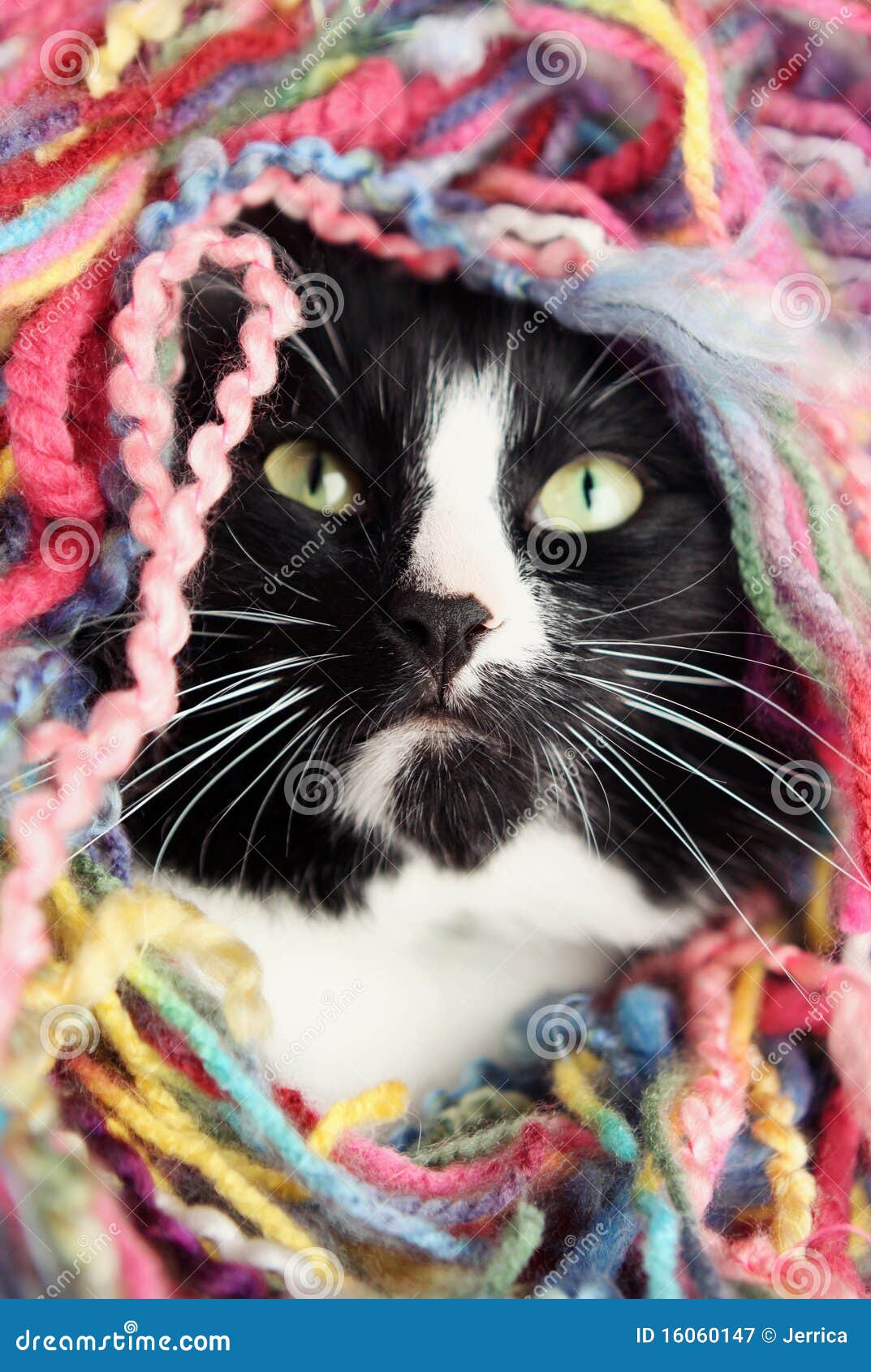 Yarn Cat stock image. Image of white, colors, black, peek - 16060147
