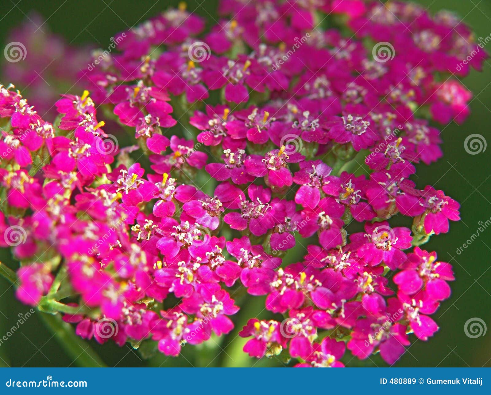 Yarrow. stock image. Image of yarrow, asteraceae, color - 480889