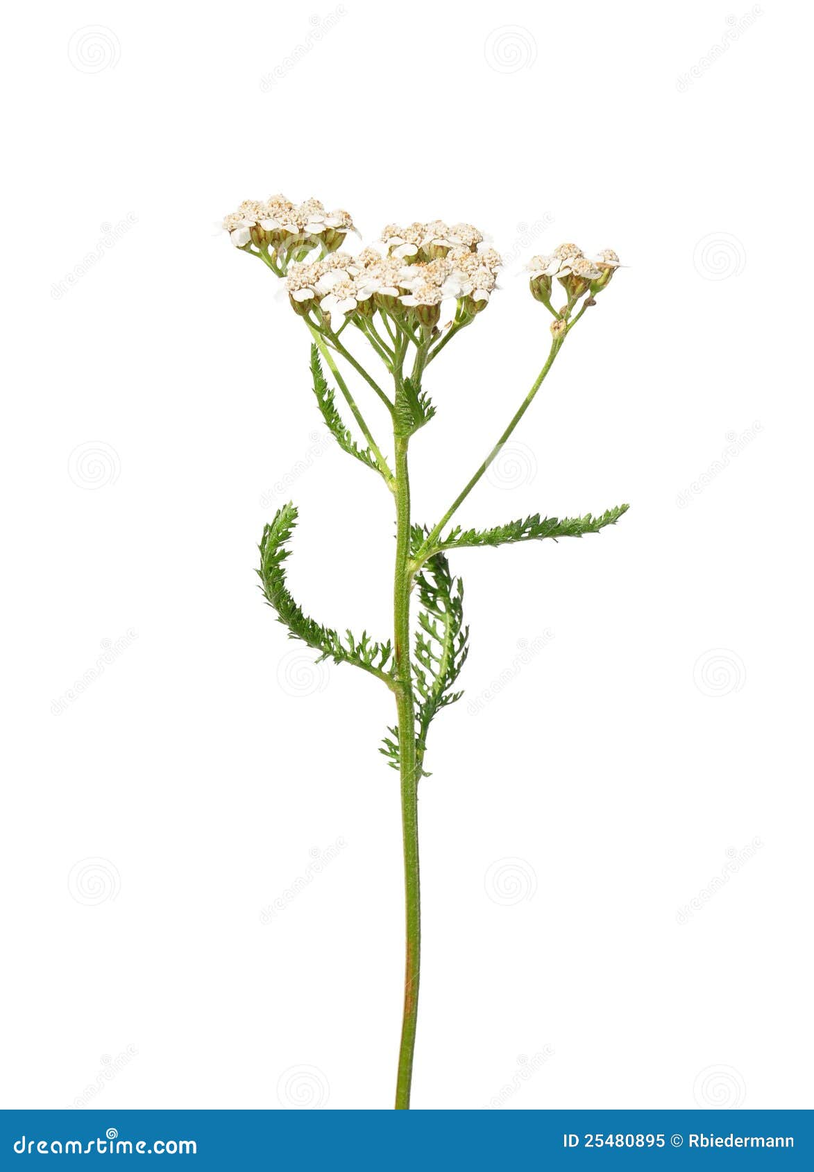 Yarrow (Achillea Millefolium) Stock Image - Image of herb, yarrow: 25480895