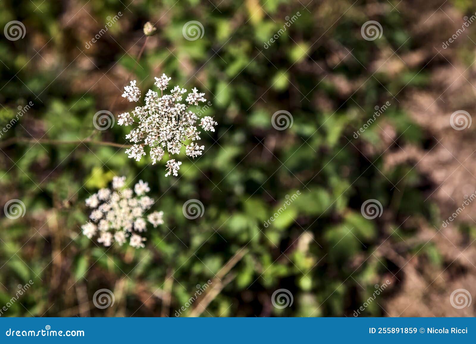 Yarrow in Bloom on a Bare Ground Stock Image - Image of ground, beauty ...