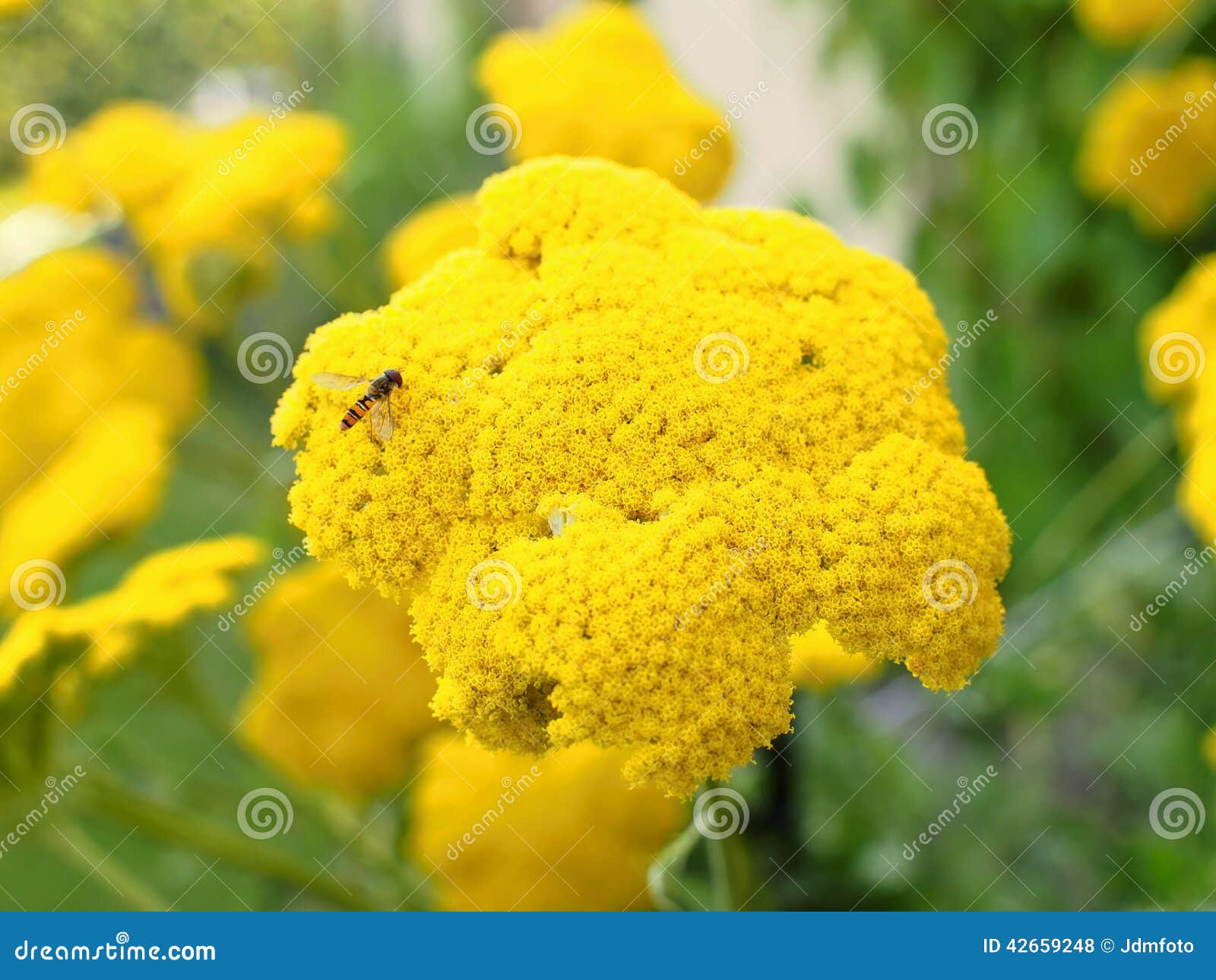Yarrow bloom detailed stock photo. Image of sunshine - 42659248