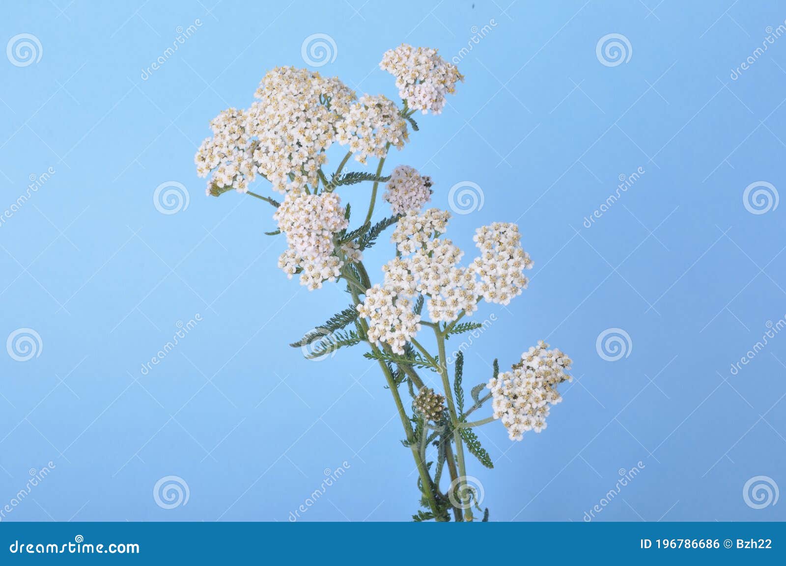 Yarrow on a Blue Background Stock Photo - Image of leaf, head: 196786686
