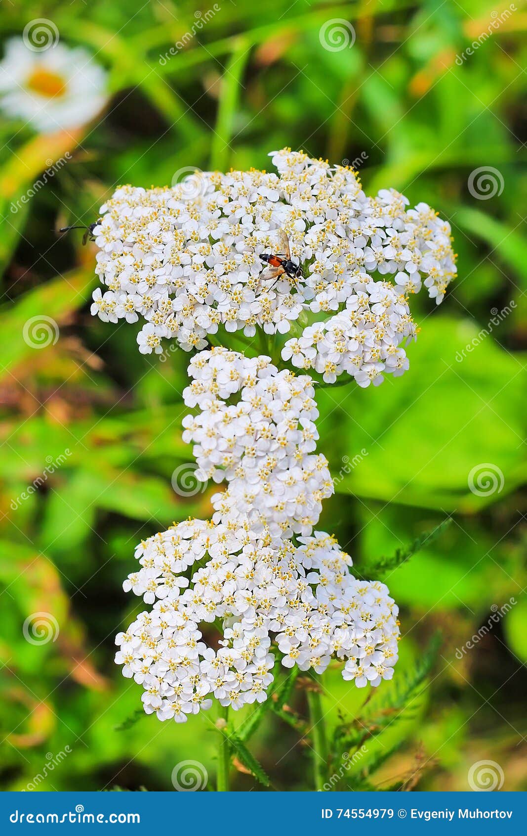 Yarrow Da Planta Medicinal (millefolium De Achillea) Imagem de Stock ...