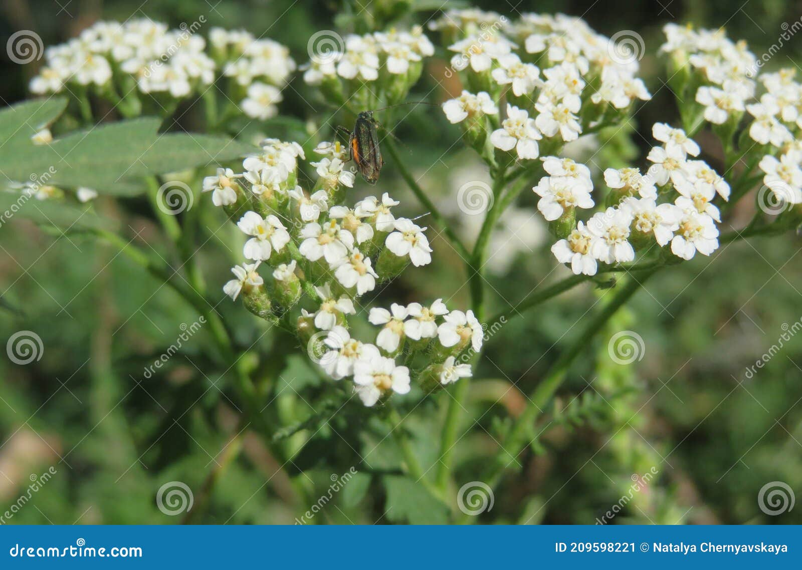 Yarrow Flowers in the Meadow, Closeup Stock Image - Image of beautiful ...