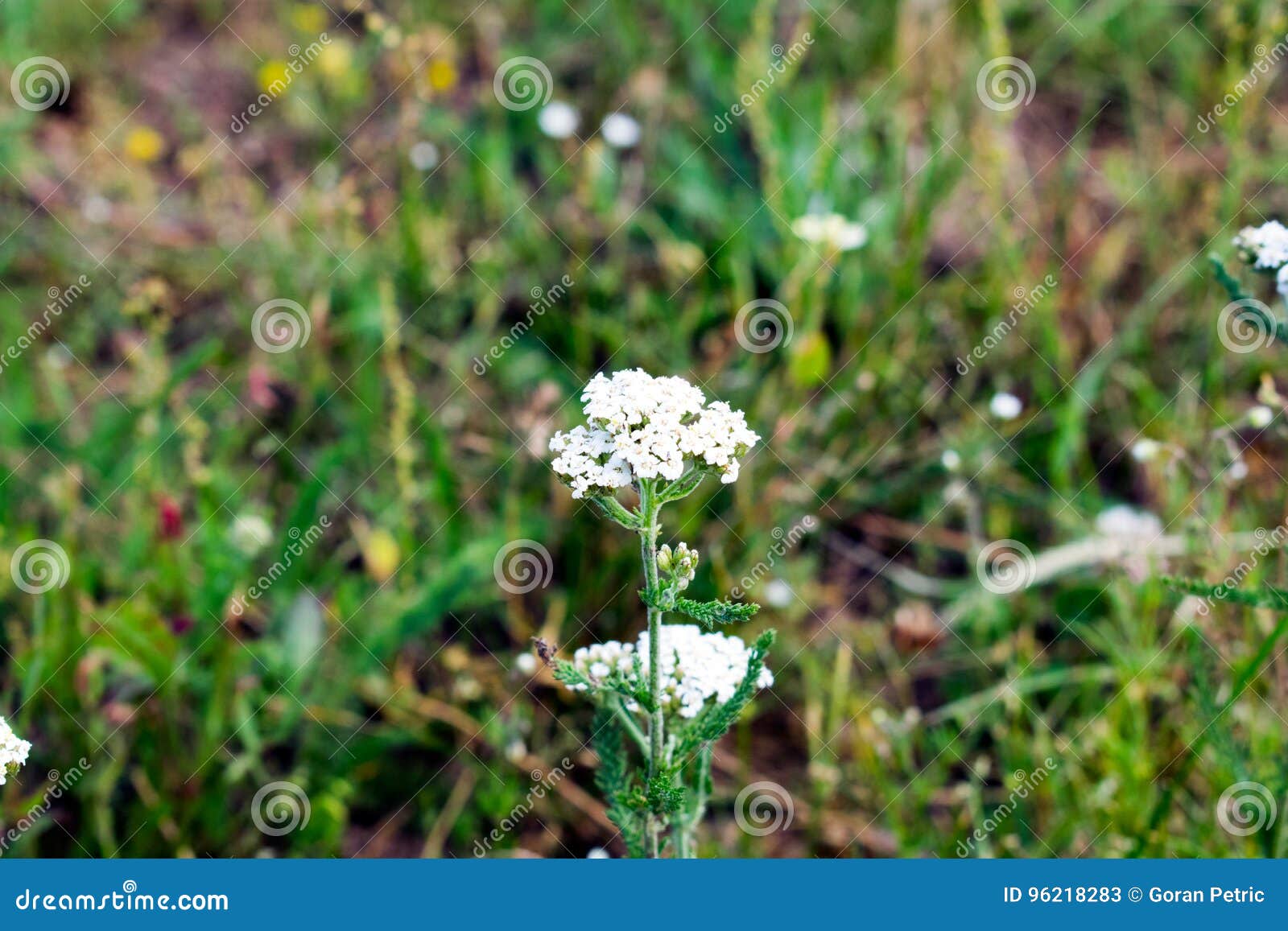 Yarrow Grows on a Meadow in the Natural Environment Stock Image - Image ...