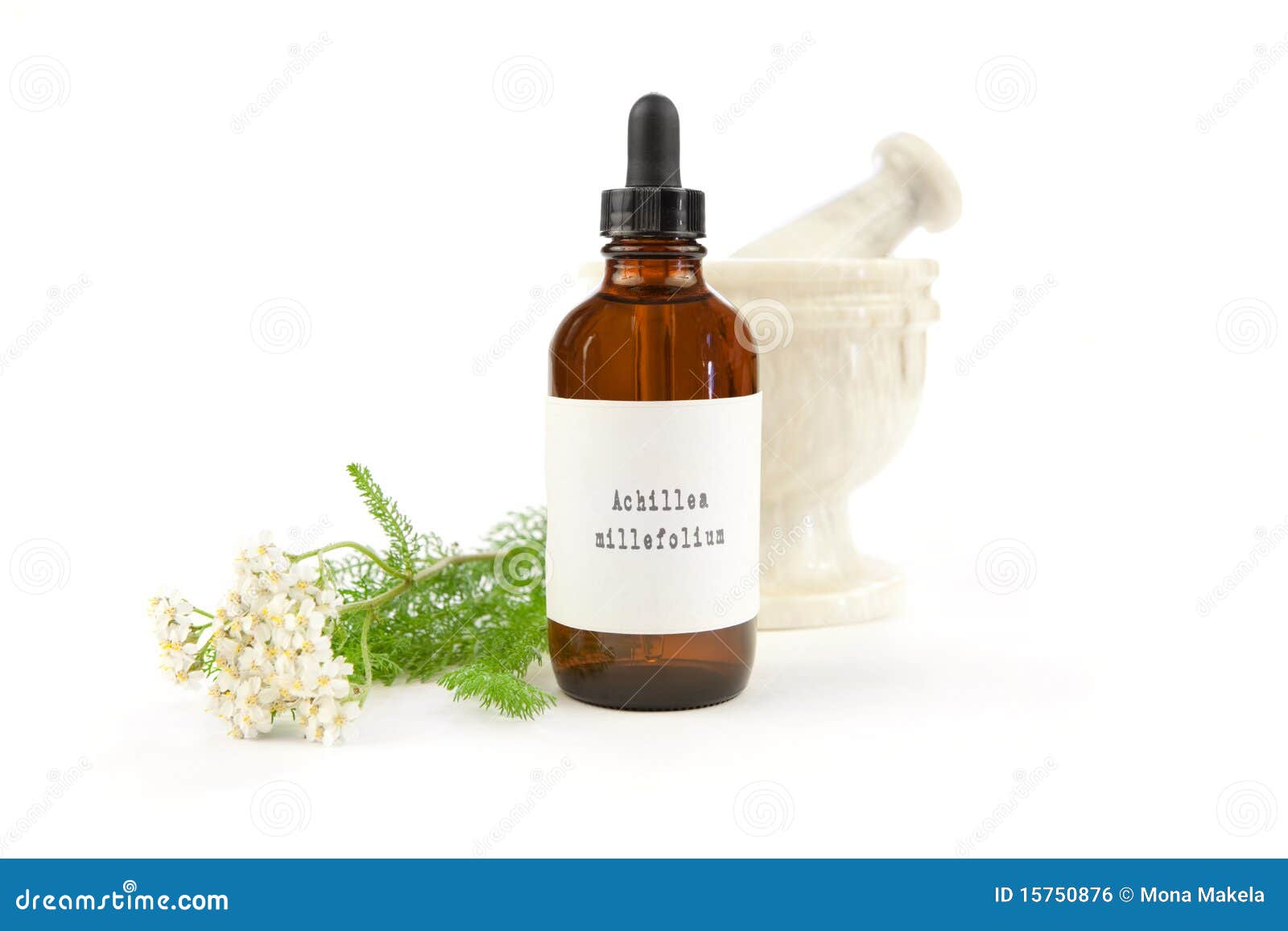 Yarrow Herbal Tincture, Achillea Millefolium Stock Photo - Image of ...