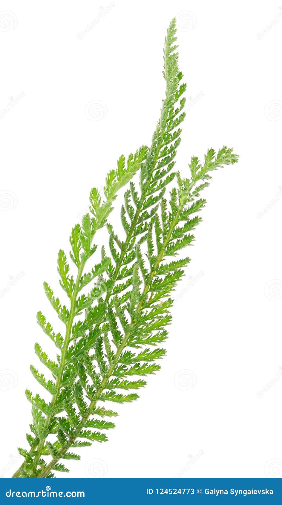 Yarrow leaf isolated. stock image. Image of closeup - 124524773