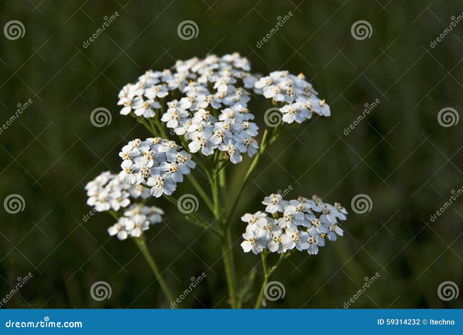 Yarrow on the meadow stock photo. Image of wildflower - 59314232