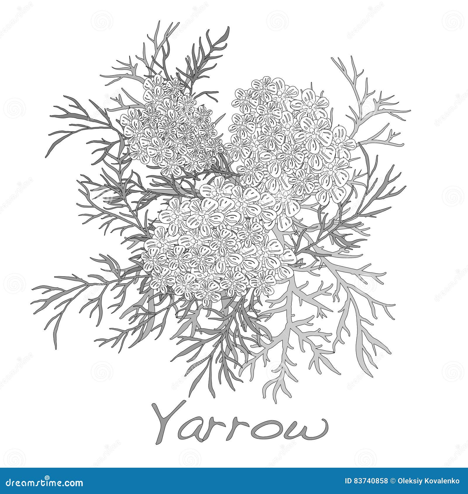 Yarrow. Medical Herb. Vector. Stock Vector - Illustration of achillea ...