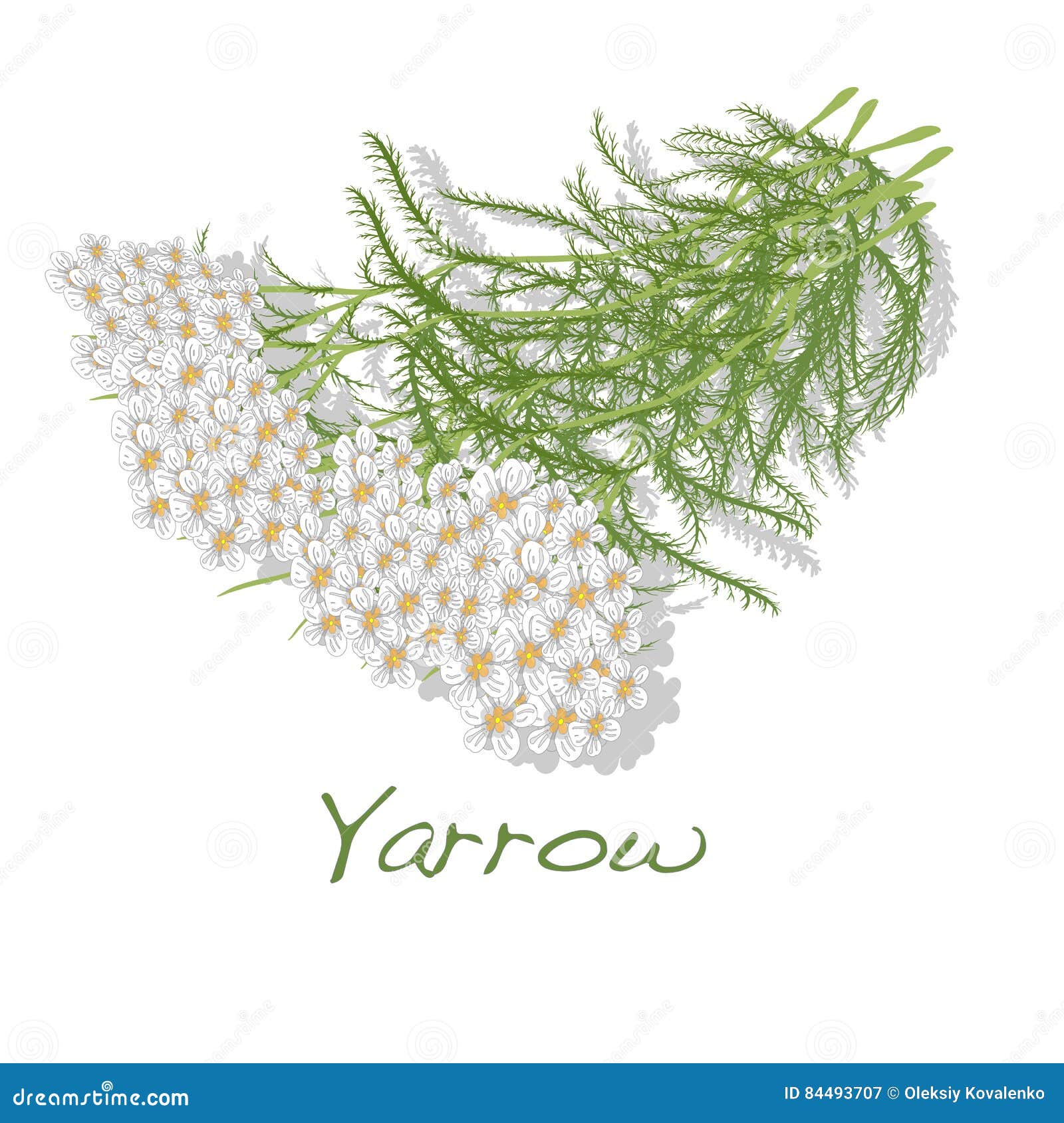 Yarrow. Medical Herb. Vector. Stock Vector - Illustration of medicinal ...